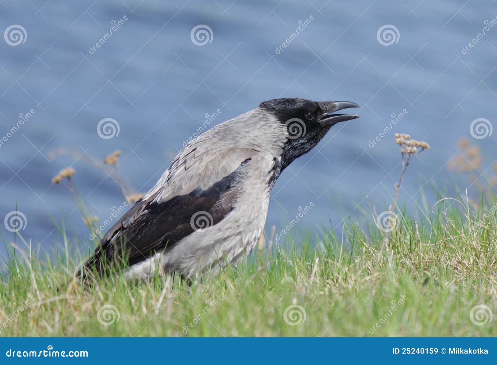 Grijze Kraai Dichtbij Het Water Stock Afbeelding - Image of raaf, dier ...