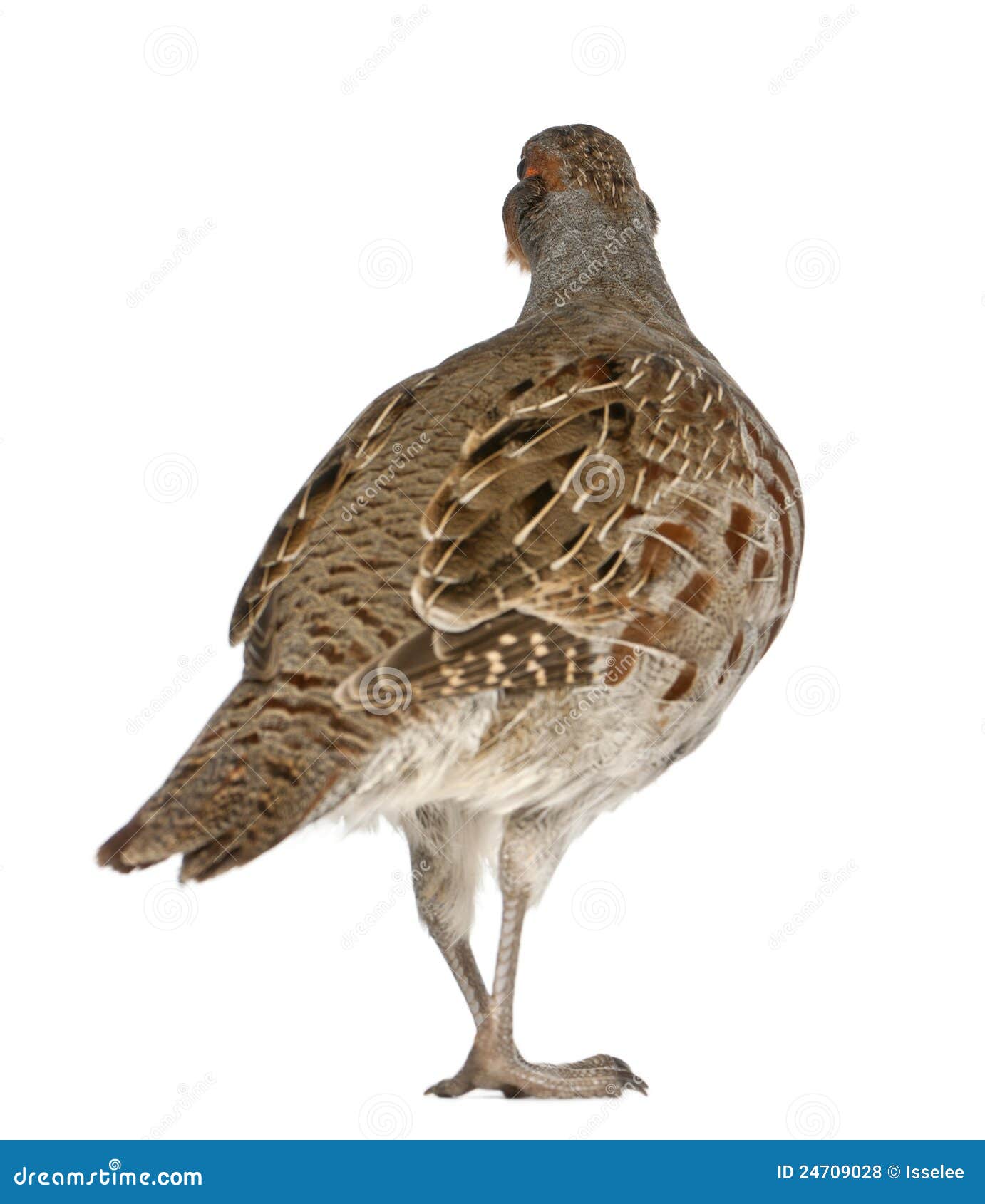 Grijze Patrijs, Perdix Perdix Stock Foto - Image of veer, verticaal ...