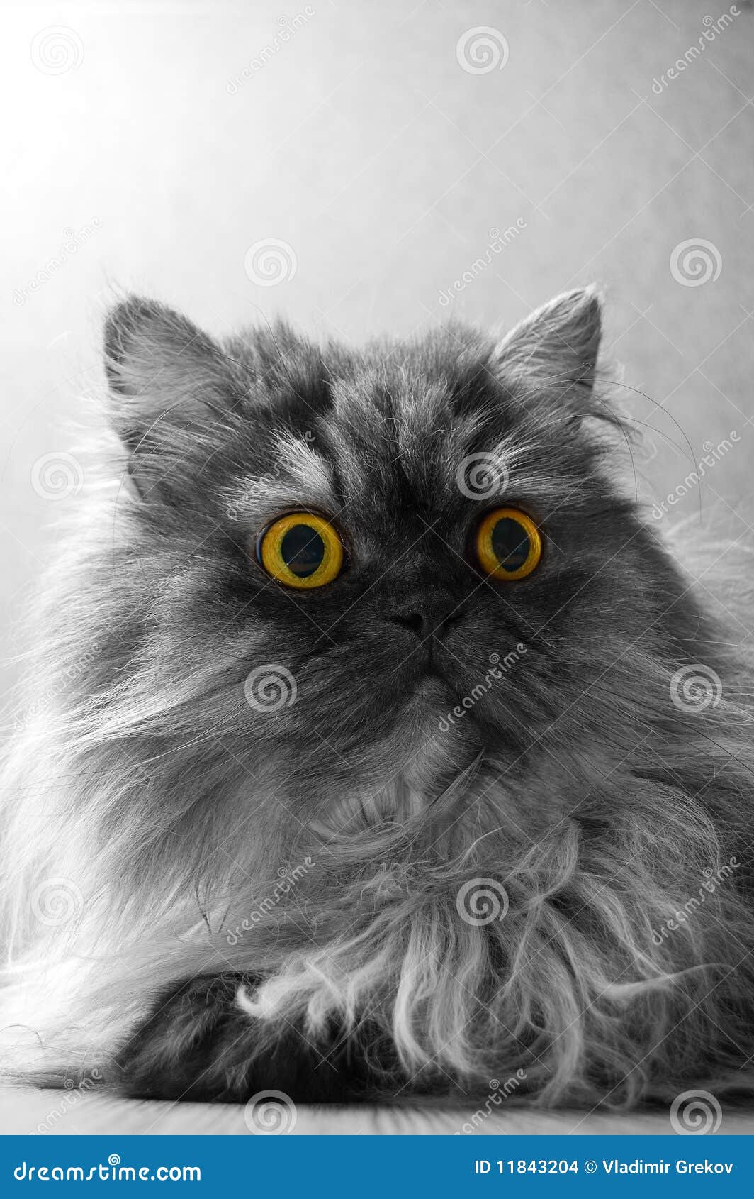 Grijze Perzische Kat Met Gele Ogen Stock Foto - Image of leuk, geel ...