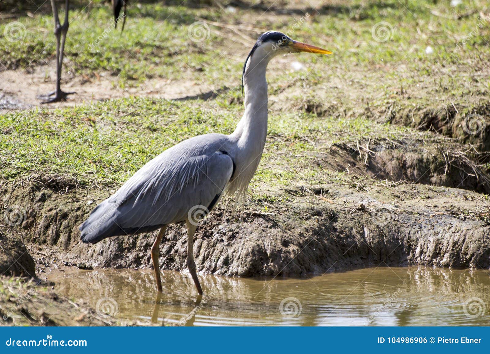 Grijze Reiger stock foto. Image of grijs, vogelobservatie - 104986906