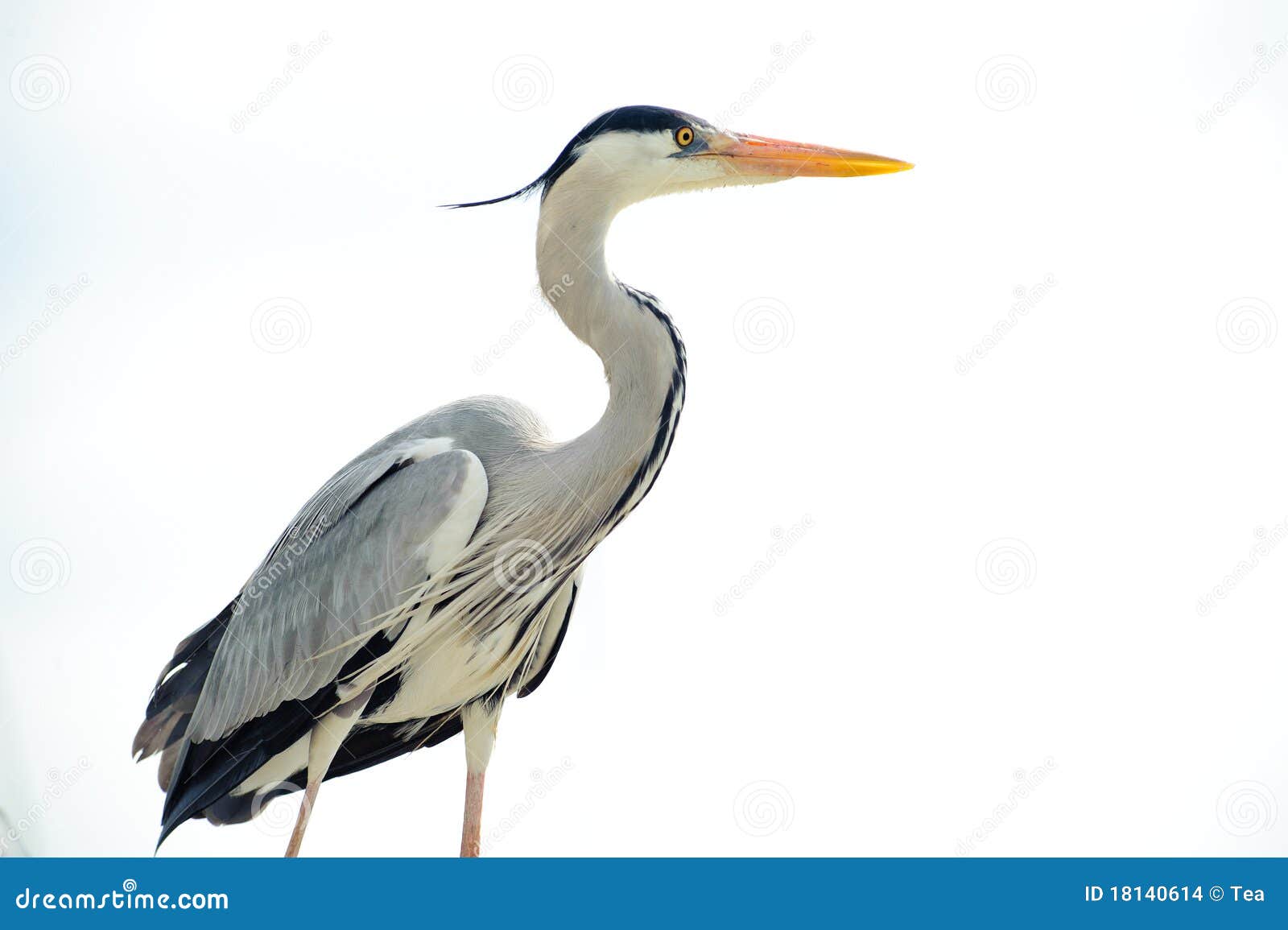 Grijze reiger stock foto. Image of rekening, watervogels - 18140614