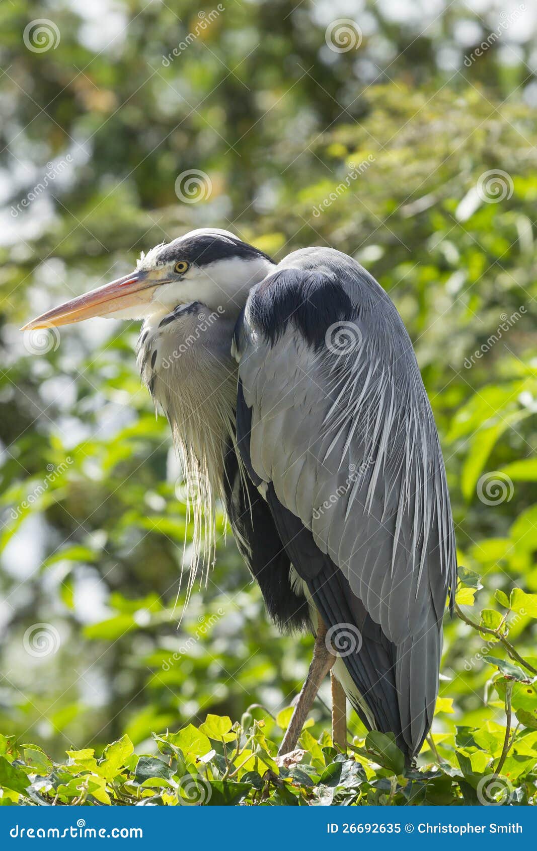 Grijze reiger stock afbeelding. Image of vogel, dier - 26692635