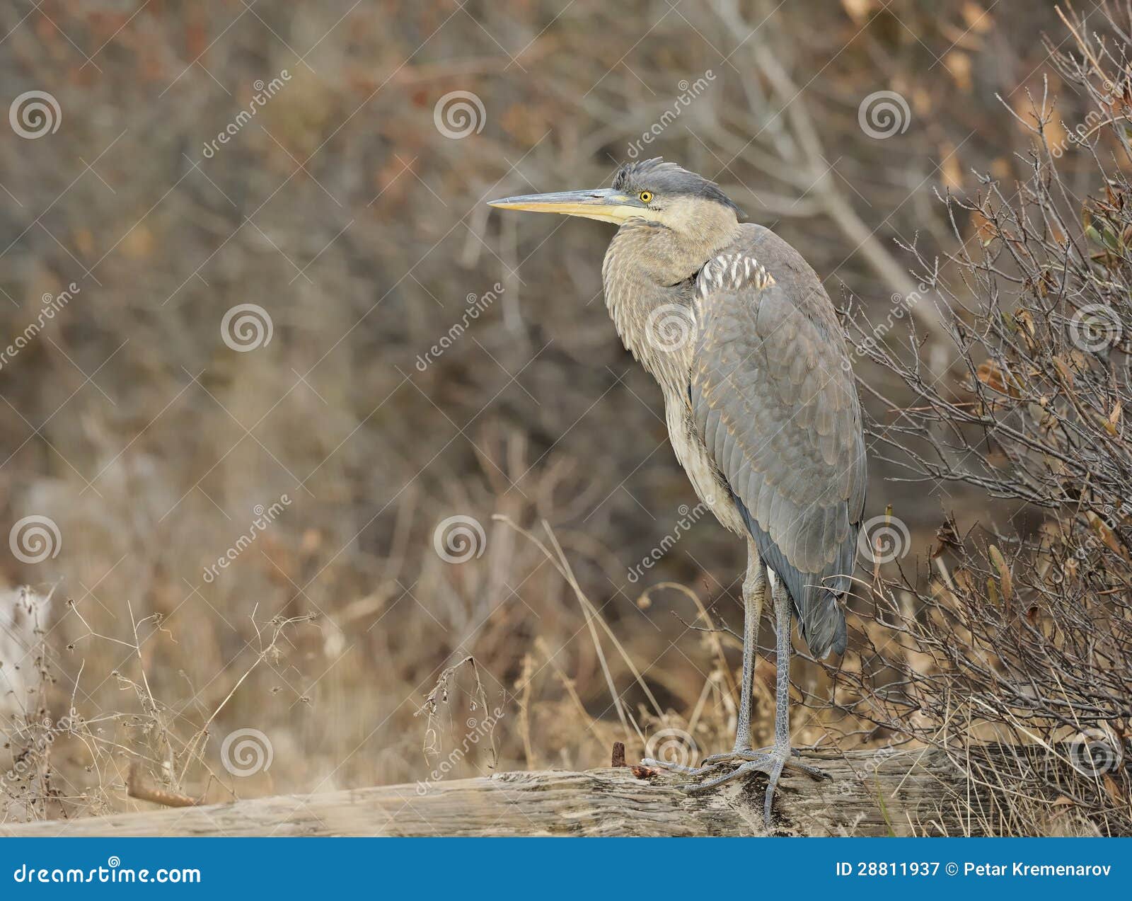 Grijze Reiger stock afbeelding. Image of bittere, portret - 28811937