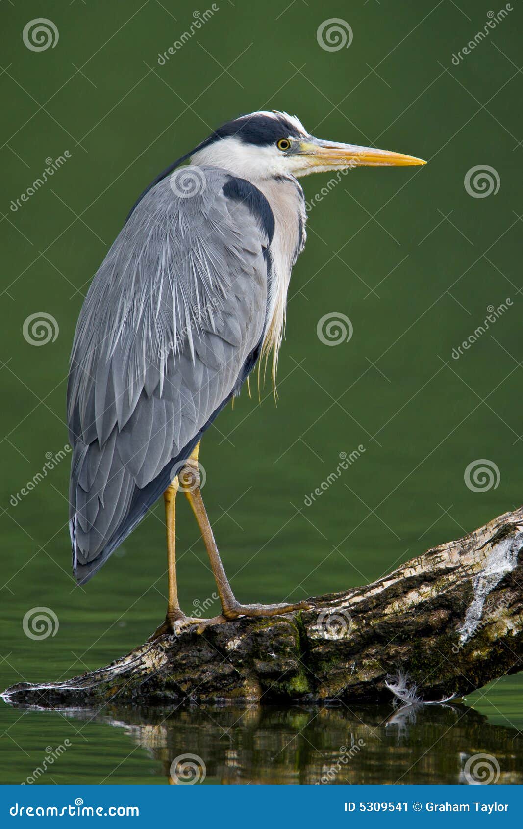 Grijze Reiger stock afbeelding. Image of grijs, rivier - 5309541