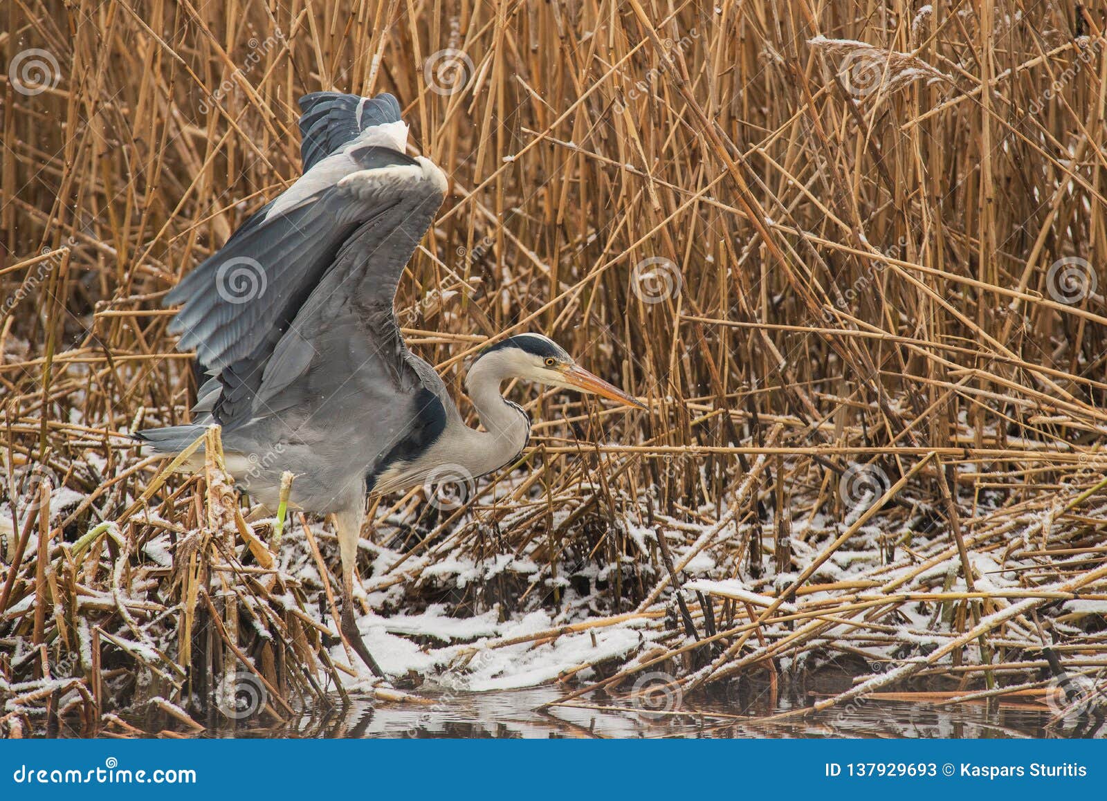 Grijze reiger in riet stock afbeelding. Image of gestrooid - 137929693