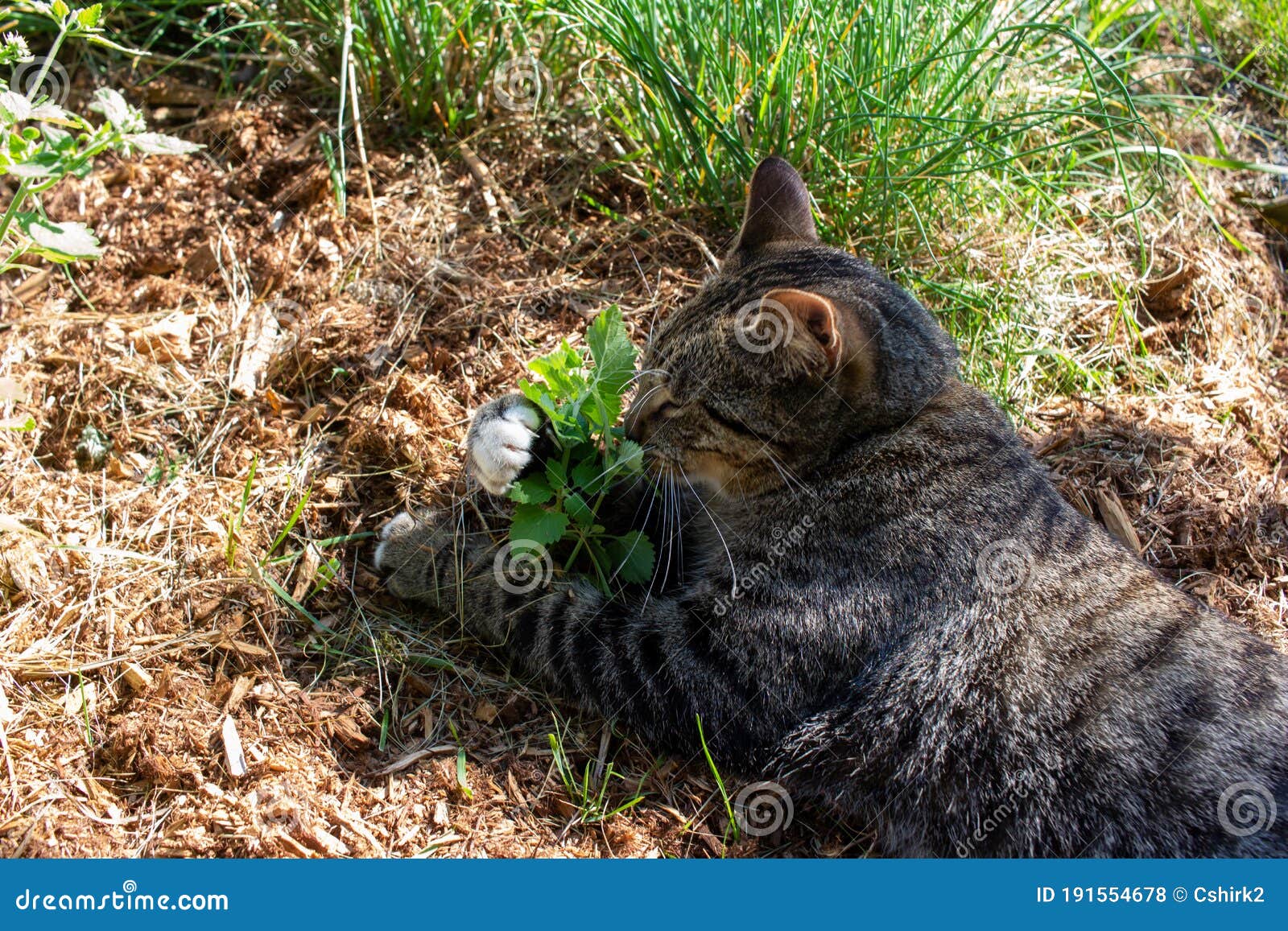 Grijze Tafelkat In Tuin Met Katnip Stock Foto Image Of Eten Nave