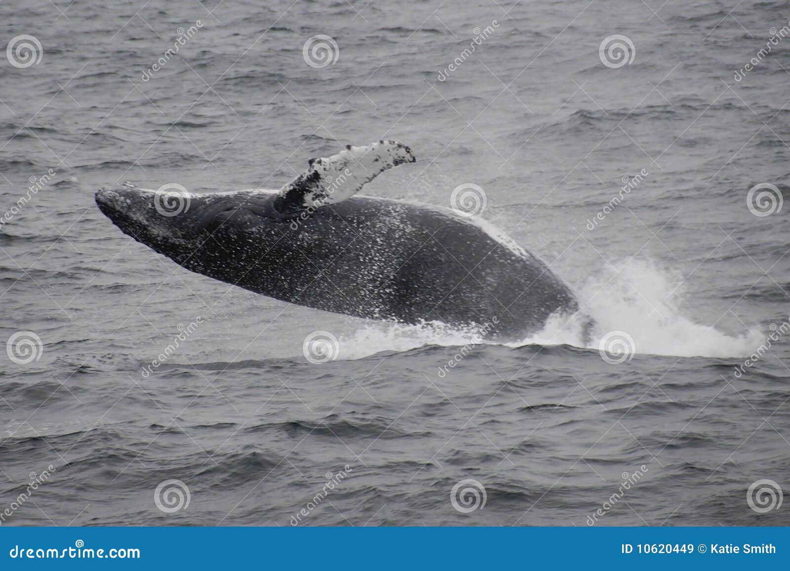 Grijze Walvis stock afbeelding. Image of zoogdier, hoofd - 10620449