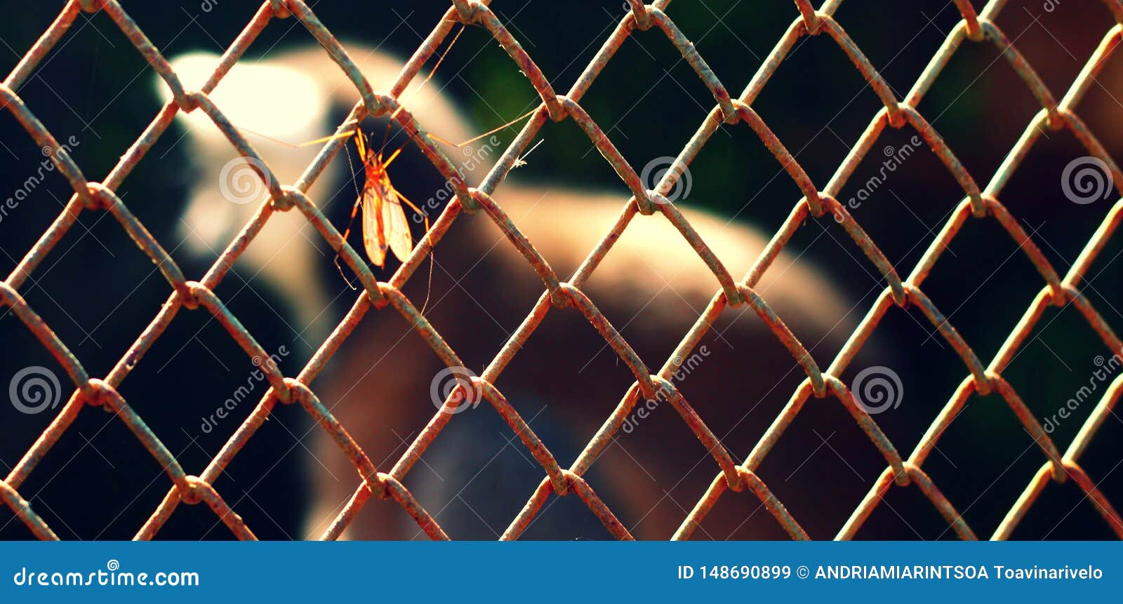 Grille stock image. Image of nature, animal, grille - 148690899