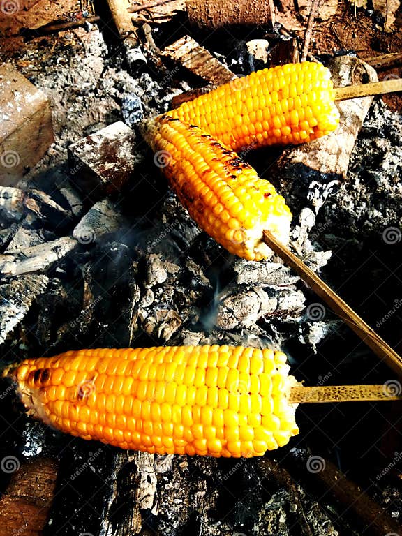 Grilled corn 3 on the fire stock photo. Image of grilled - 203711266