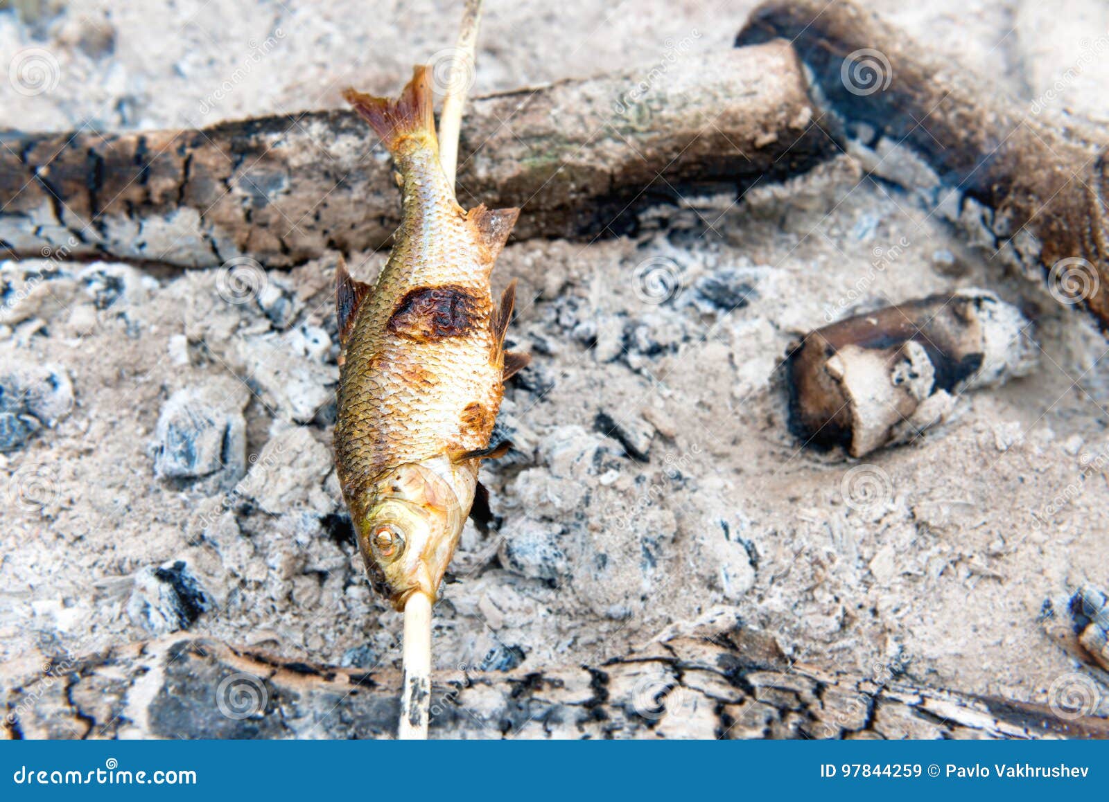 Grilled fish on the fire stock image. Image of heat, camp - 97844259