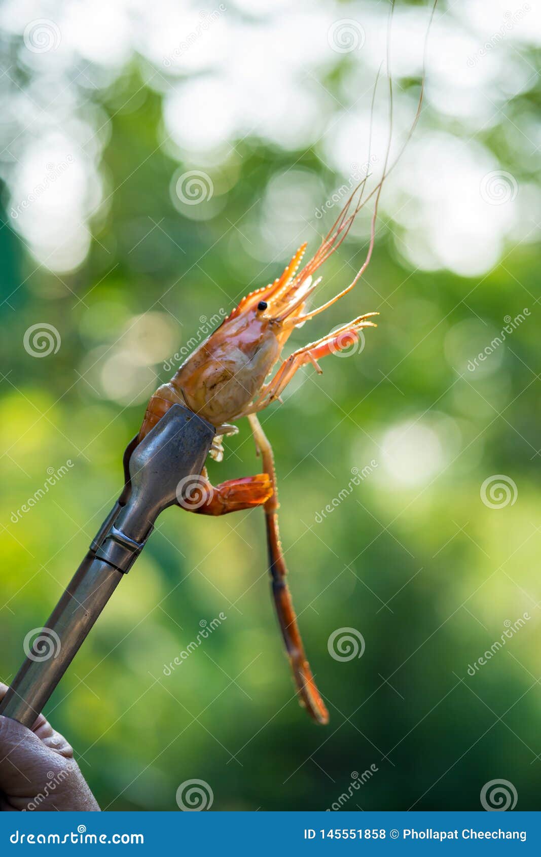 Grilled Shrimp in a Tong stock photo. Image of tong - 145551858