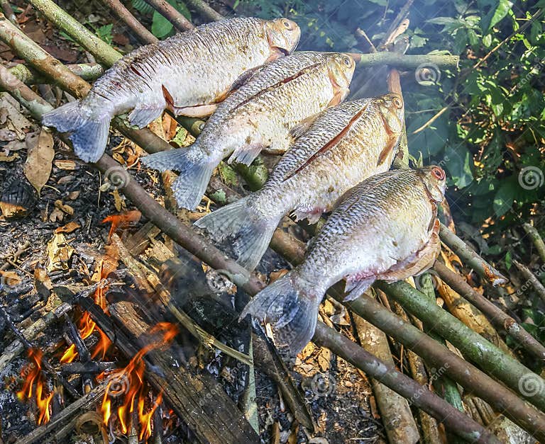 Grilling Fish on Campfire in Forest. Stock Image - Image of meat ...