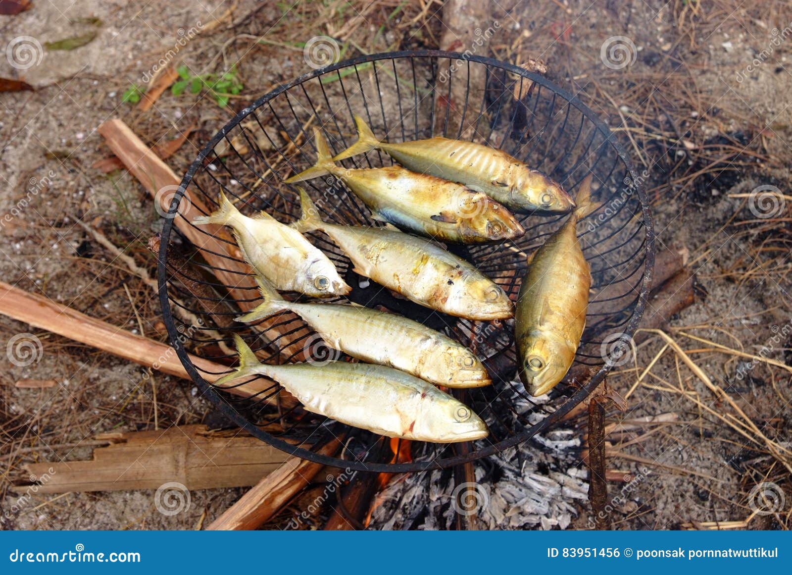 Grilling fish on campfire stock photo. Image of mountain - 83951456