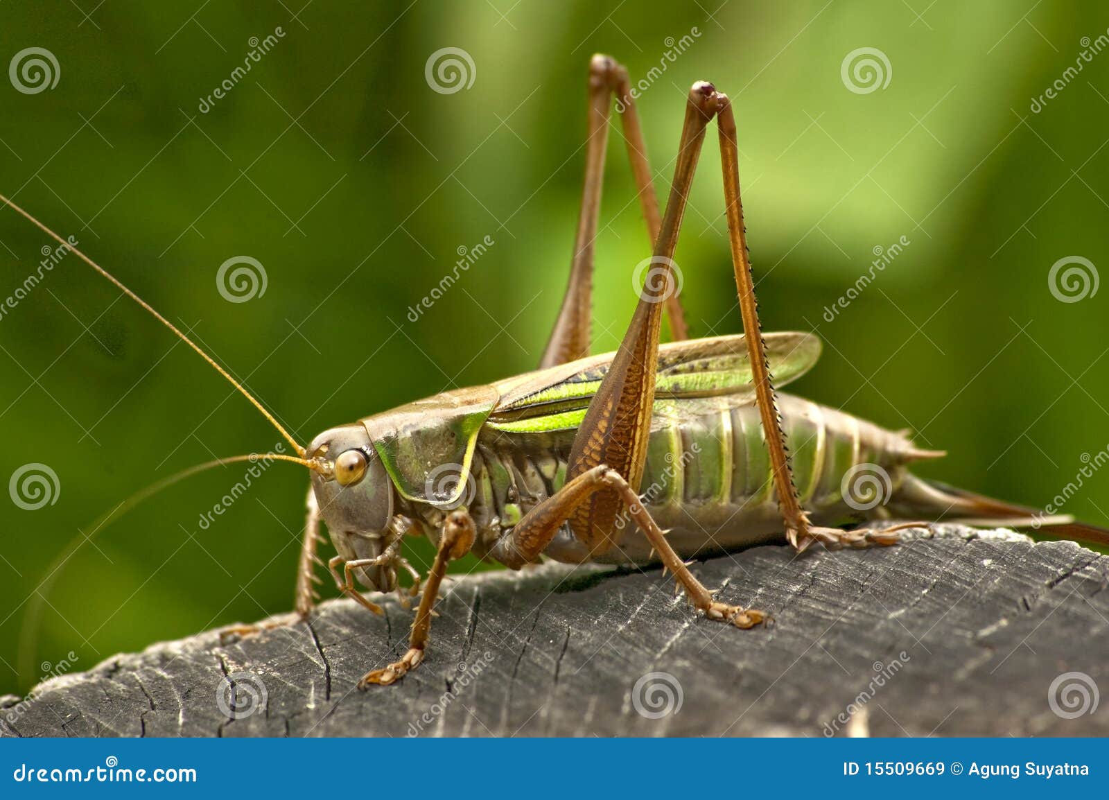 Grillo imagen de archivo. Imagen de insecto, grillo, fauna - 15509669