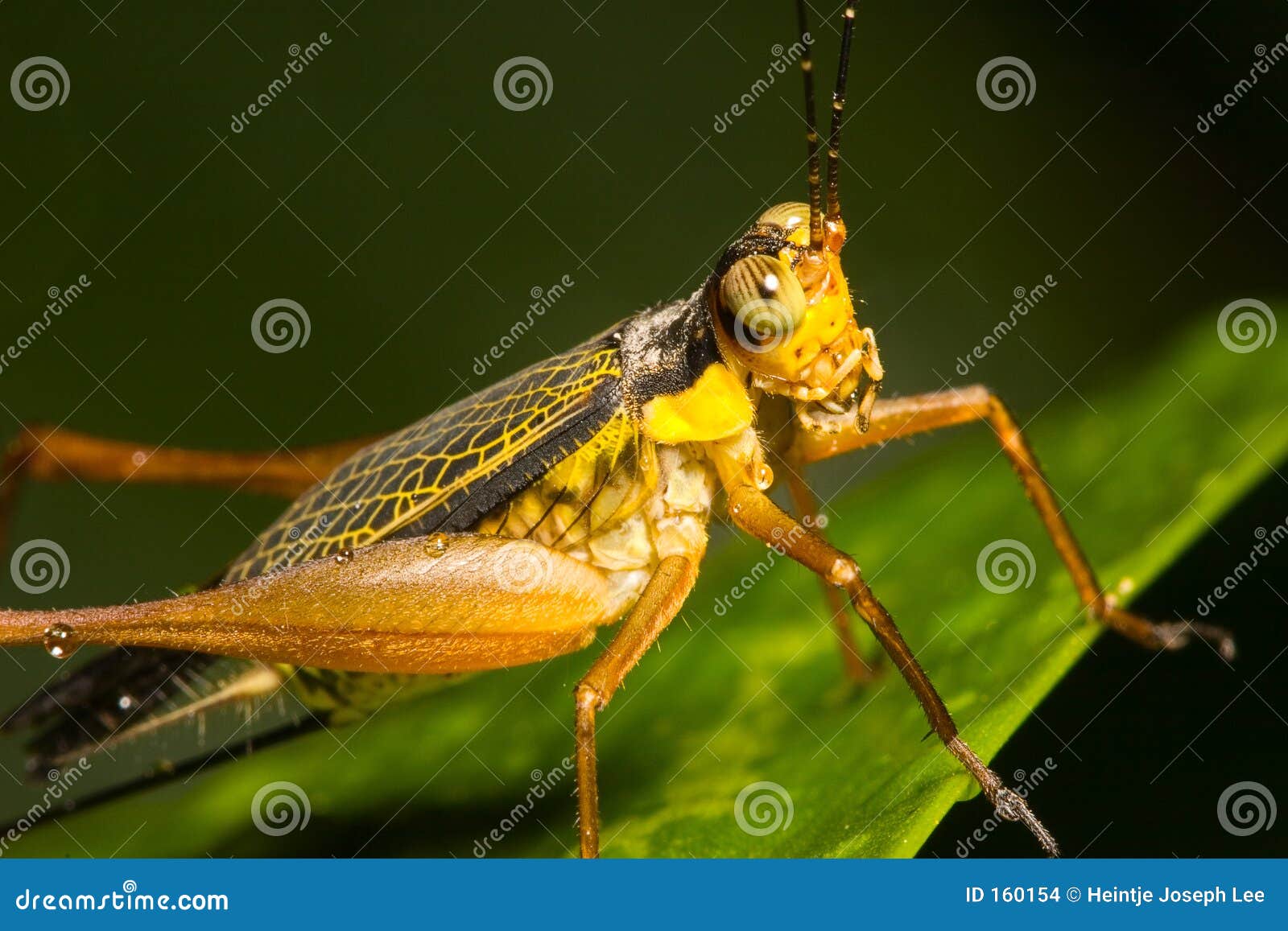 Grillo foto de archivo. Imagen de bicho, insecto, criatura - 160154