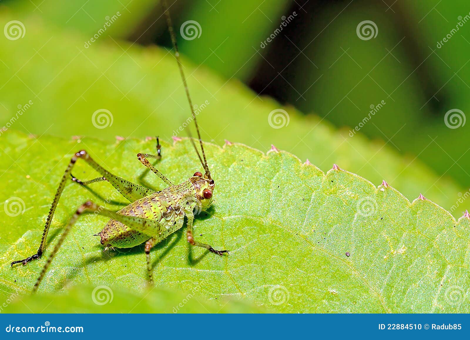 Grillo foto de archivo. Imagen de verde, exoesqueleto - 22884510