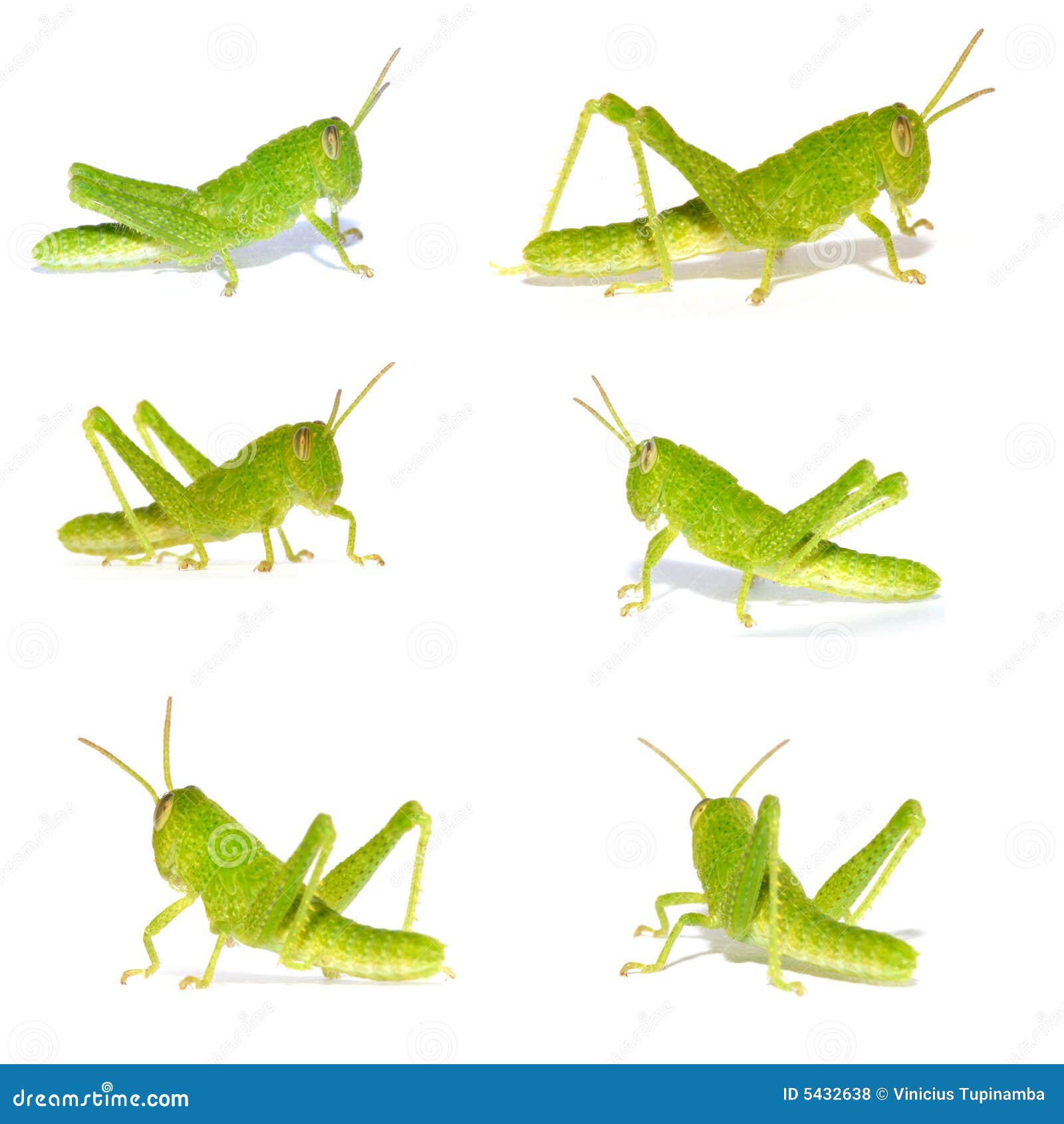 Grillo foto de archivo. Imagen de grillo, bicho, blanco - 5432638