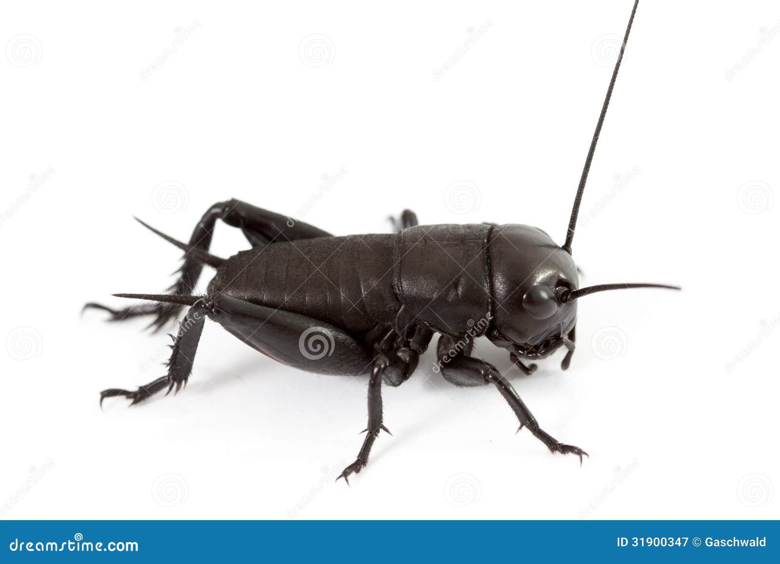 Grillo aislado en blanco imagen de archivo. Imagen de grillo - 31900347