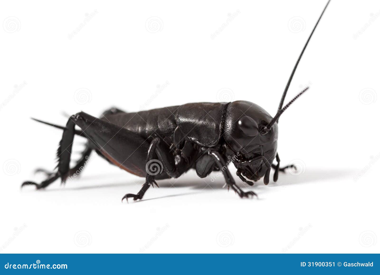 Grillo aislado en blanco imagen de archivo. Imagen de bicho - 31900351