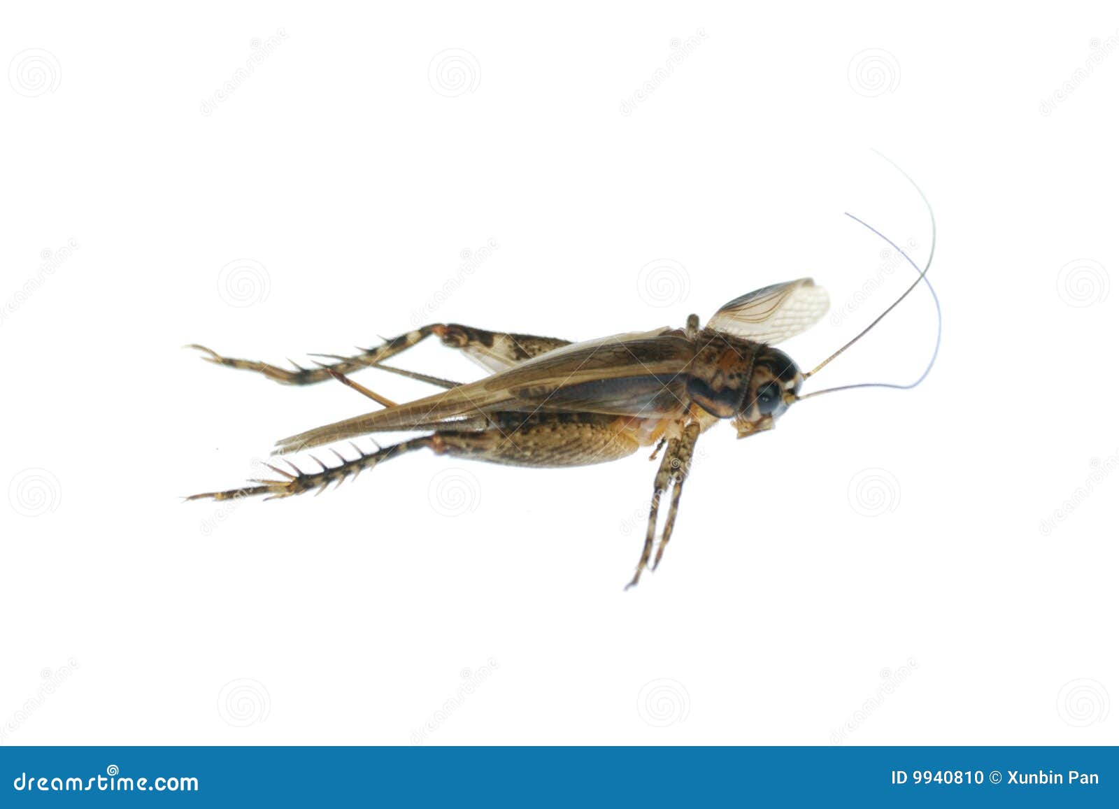 Grillo aislado en blanco foto de archivo. Imagen de detalle - 9940810