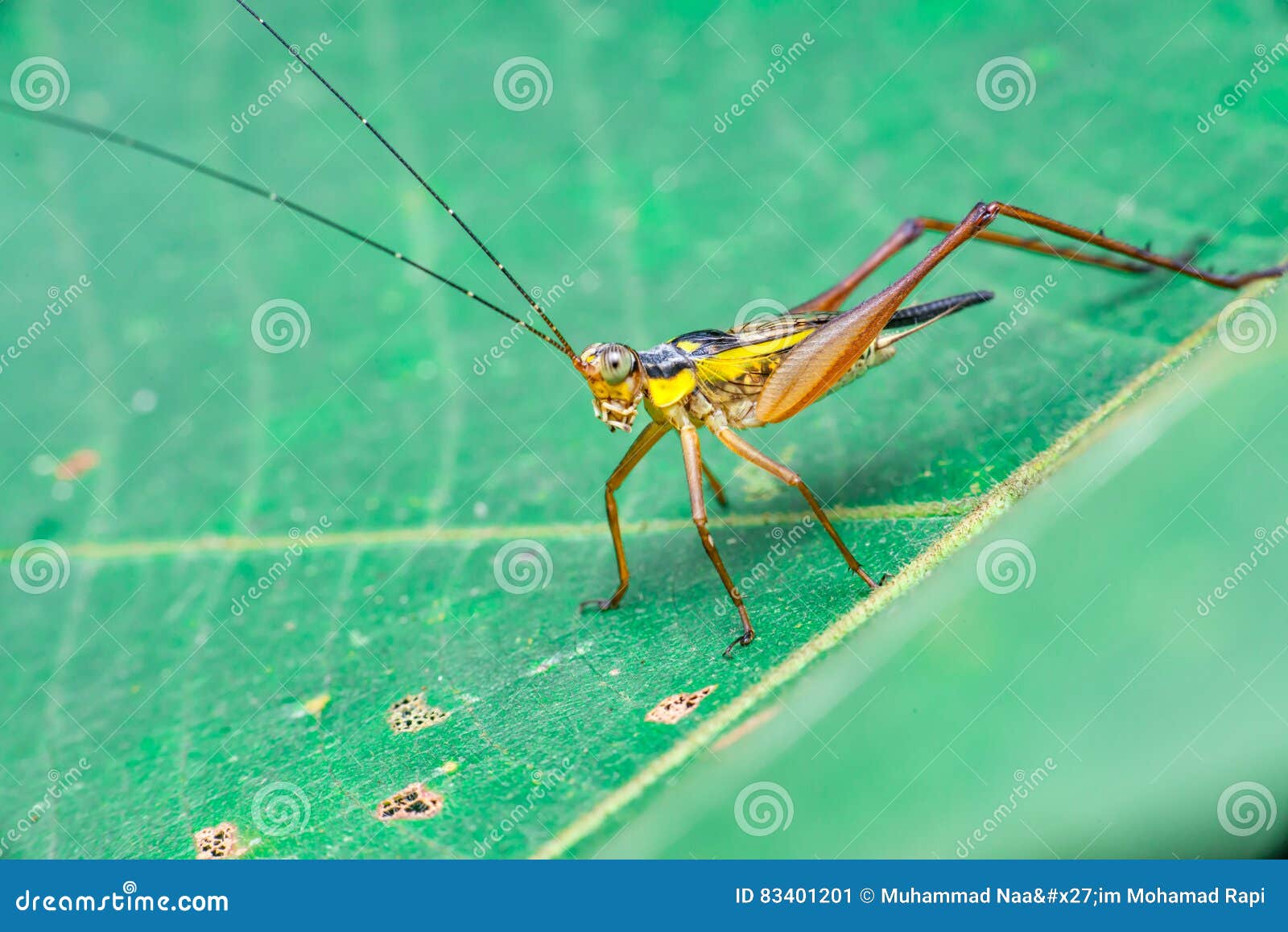 Grillo Amarillo, Negro Y Marrón Grylloidea Imagen de archivo - Imagen ...