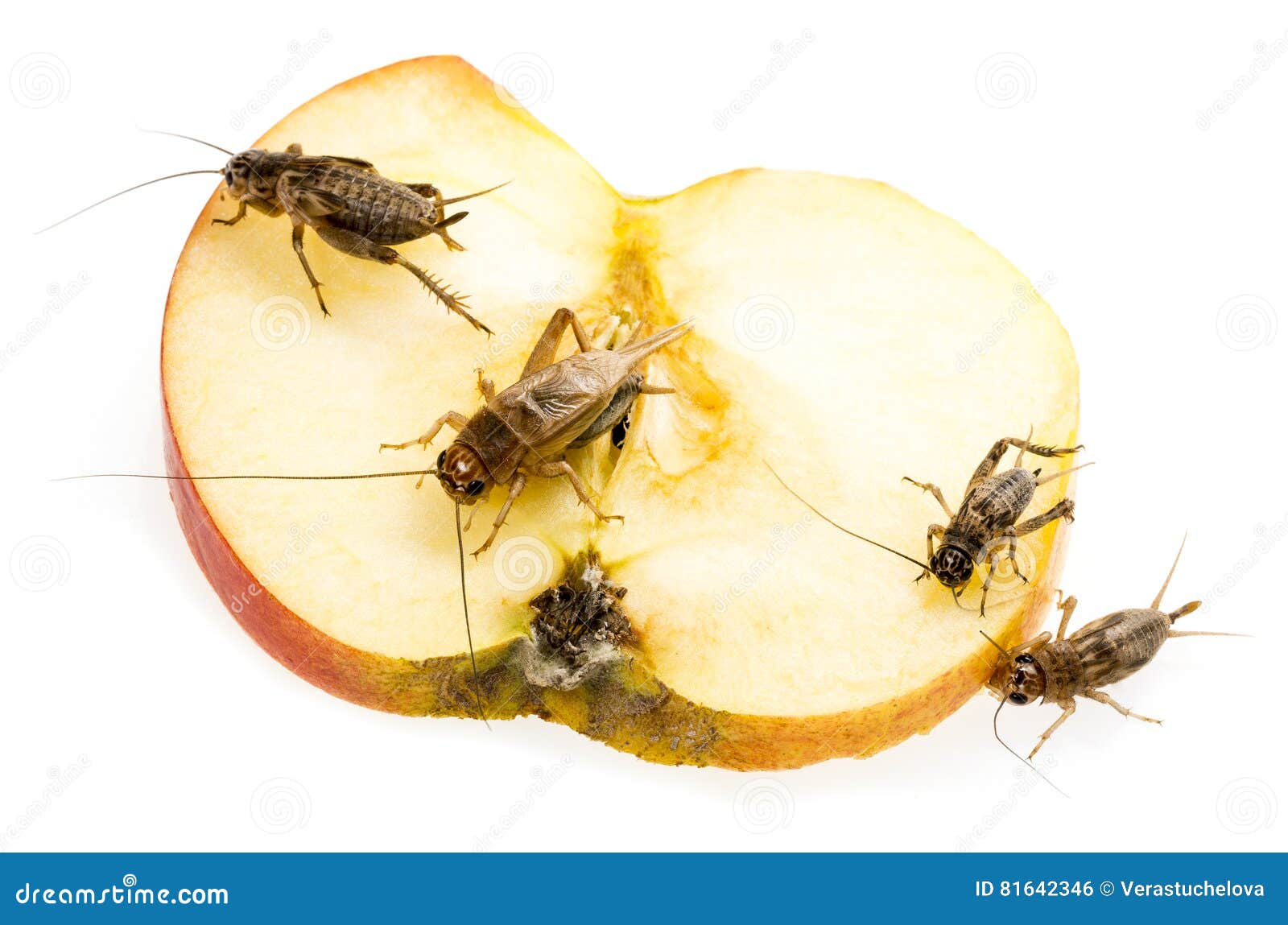 Grillo - Assimilis De Gryllus Foto de archivo - Imagen de comida ...