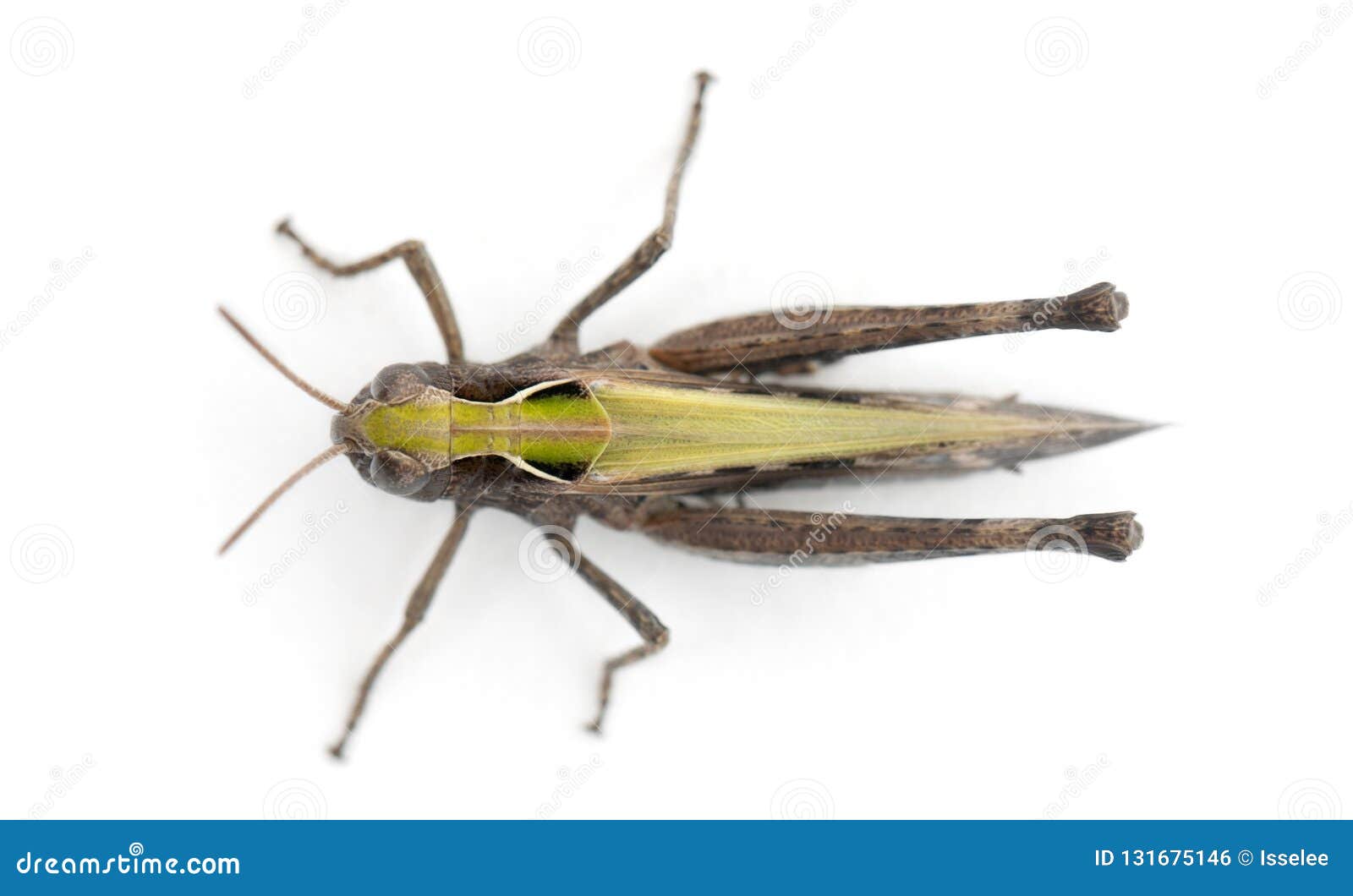 Grillo Contra El Fondo Blanco Foto de archivo - Imagen de tiro, nadie ...