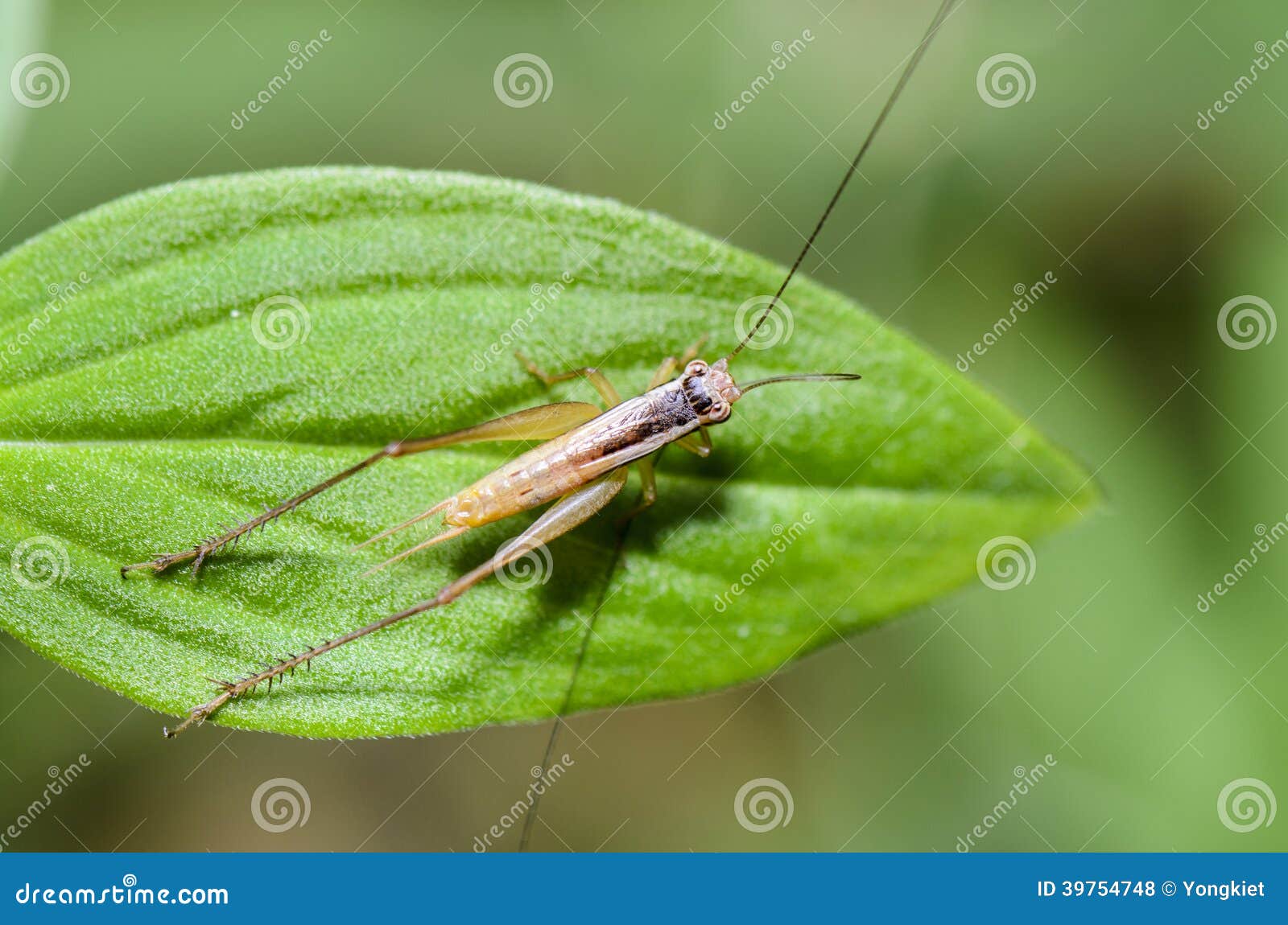 Grillo de Brown (insecto) foto de archivo. Imagen de vida - 39754748