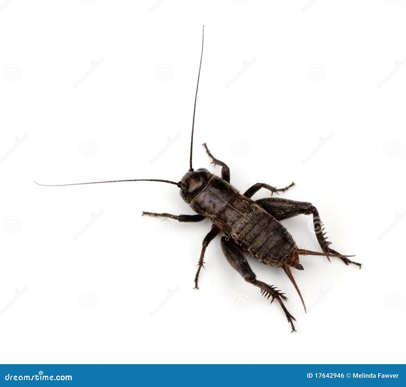 Grillo de campo foto de archivo. Imagen de grillo, insecto - 17642946