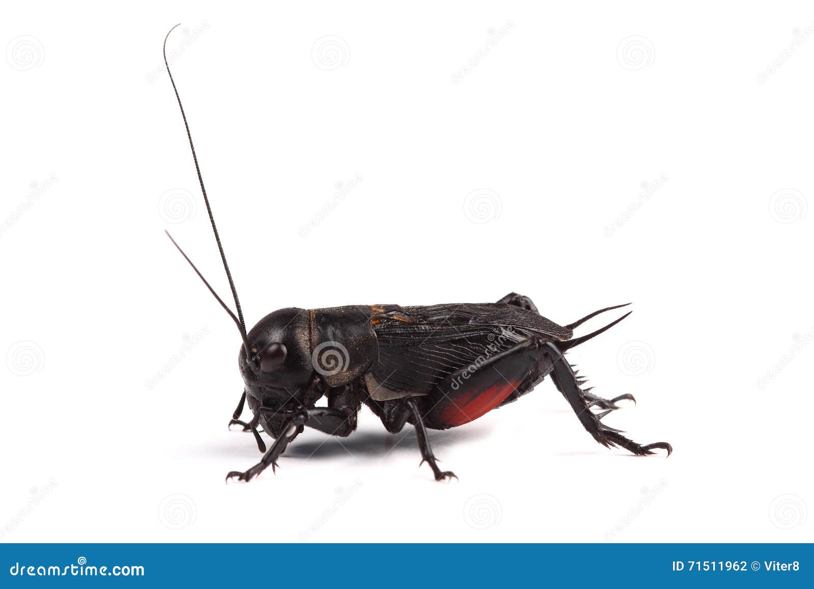 Grillo de campo en blanco foto de archivo. Imagen de campo - 71511962