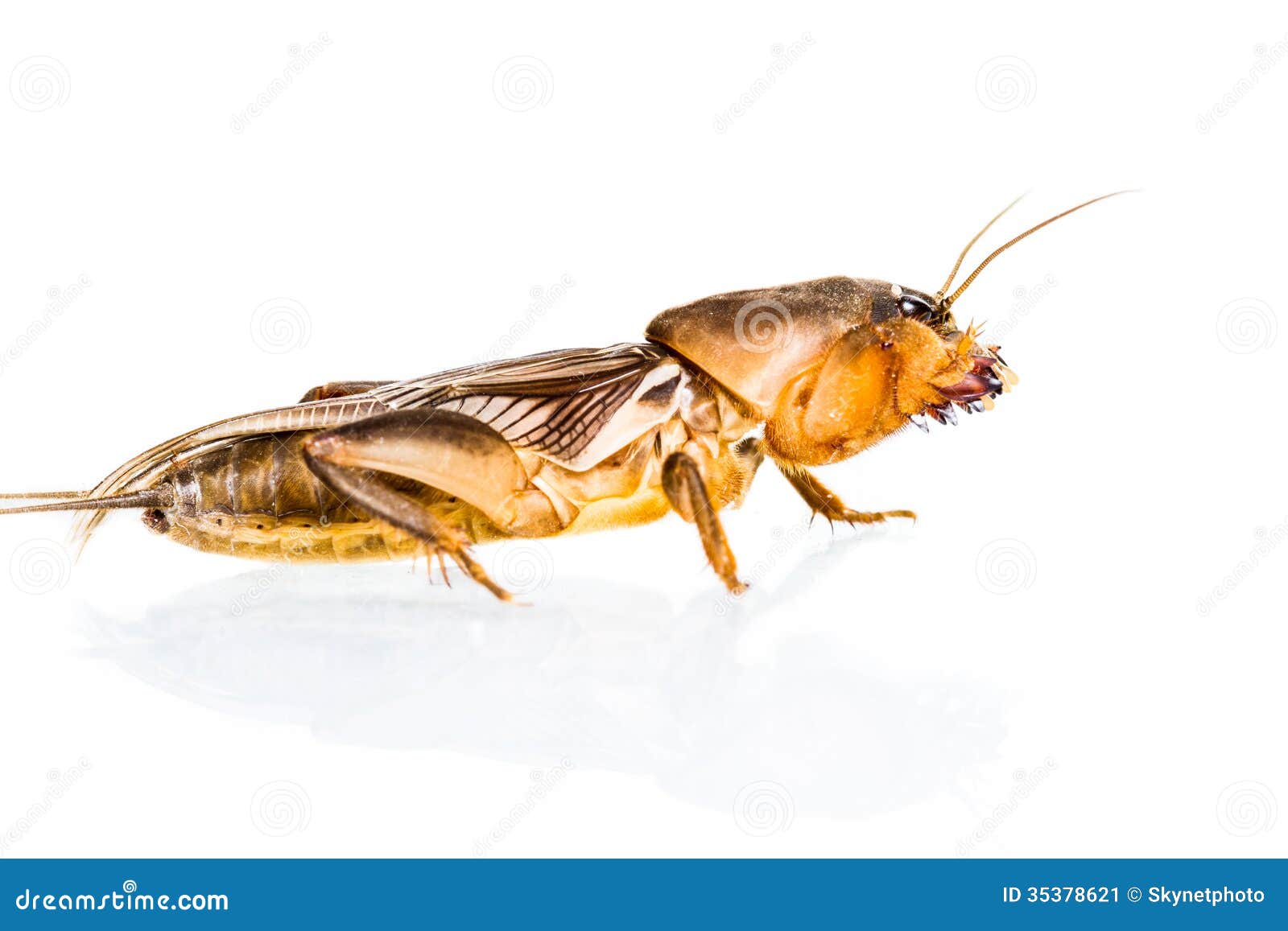 Grillo de topo aislado imagen de archivo. Imagen de zumbido - 35378621