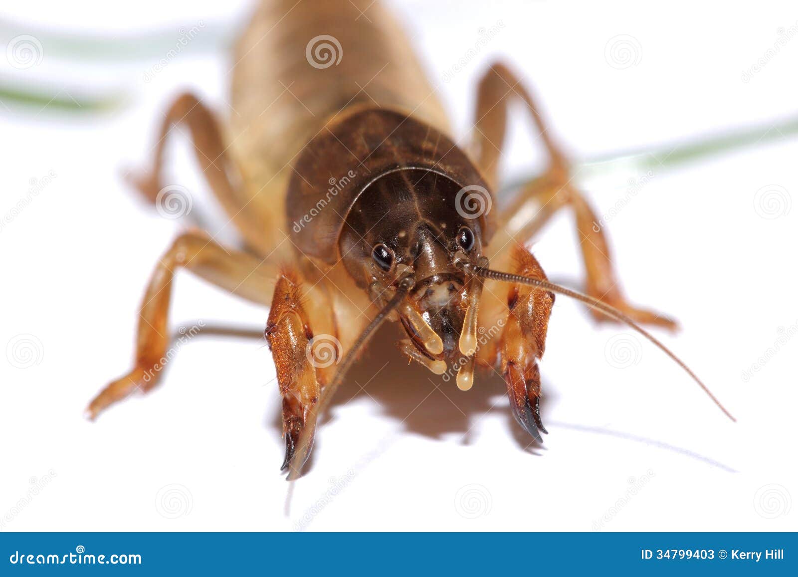 Grillo de topo australiano imagen de archivo. Imagen de zumbido - 34799403