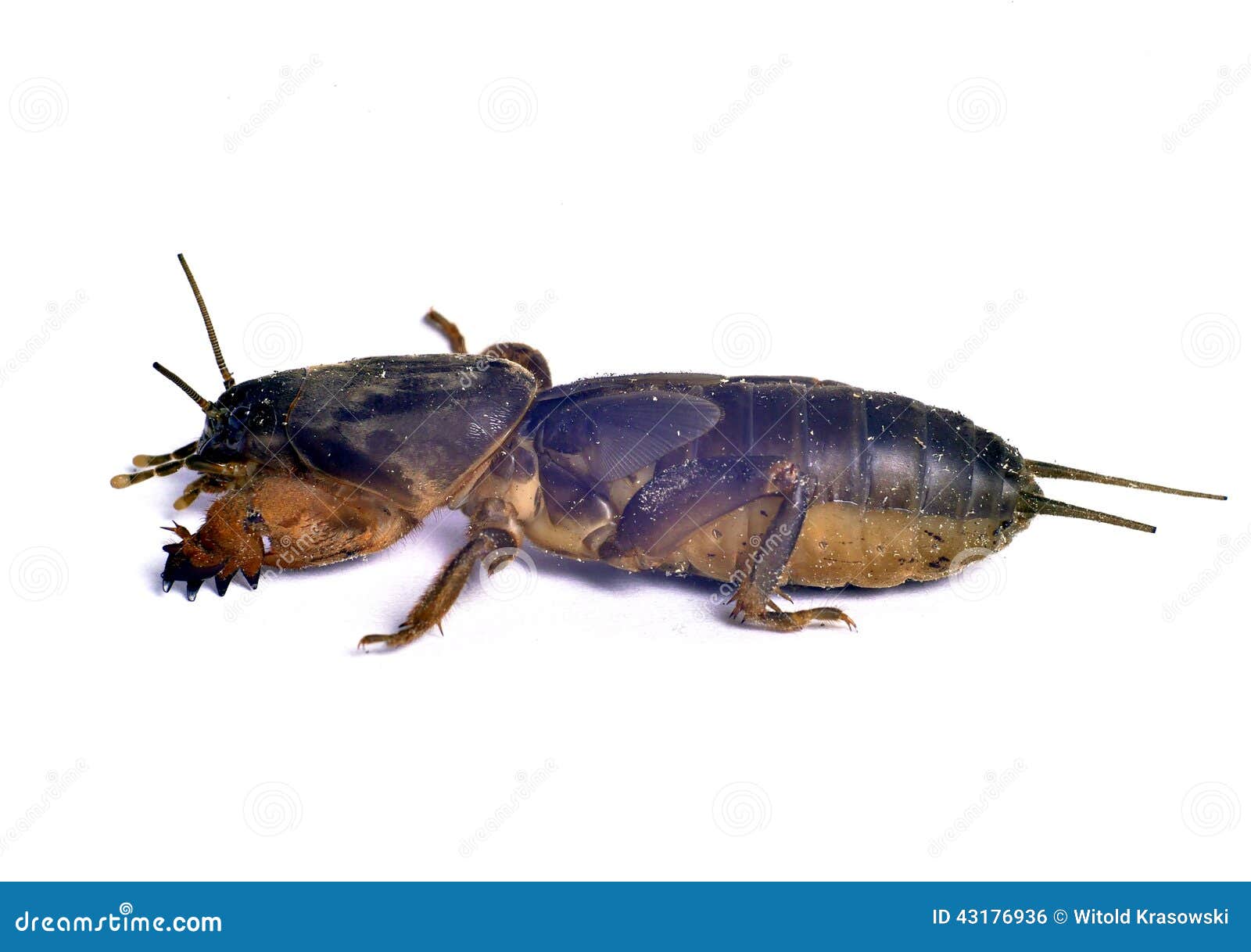 Grillo De Topo De Gryllotalpa Foto de archivo - Imagen de agricultura ...