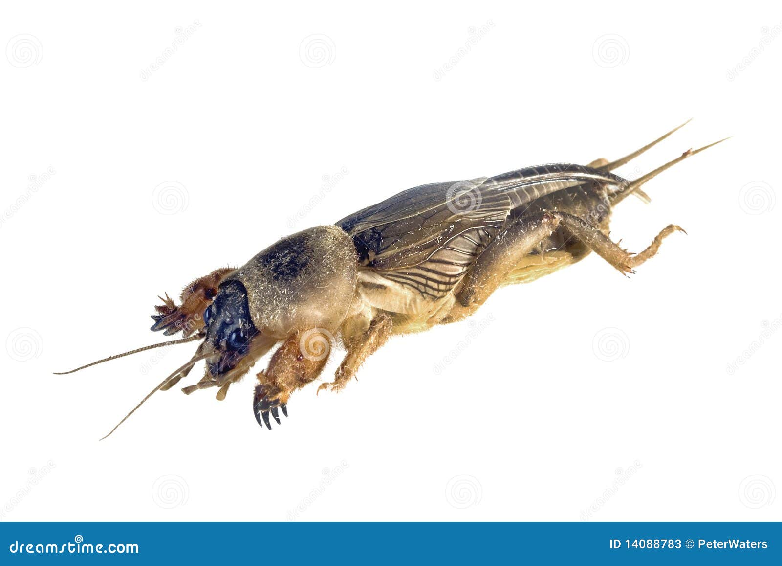 Grillo De Topo, Gryllotalpa Australis Imagen de archivo - Imagen de ...