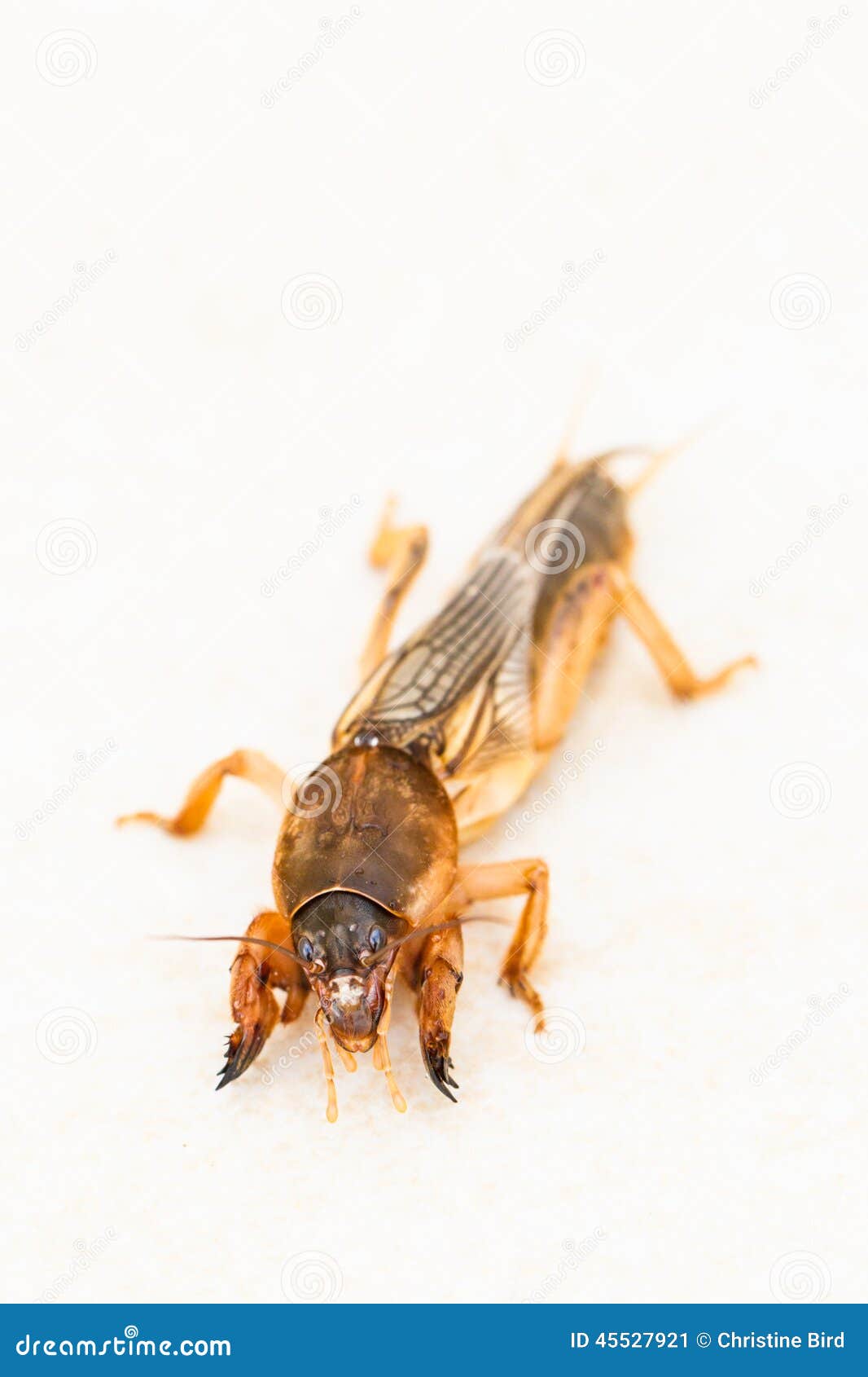 Grillo De Topo, Gryllotalpidae Imagen de archivo - Imagen de insecto ...