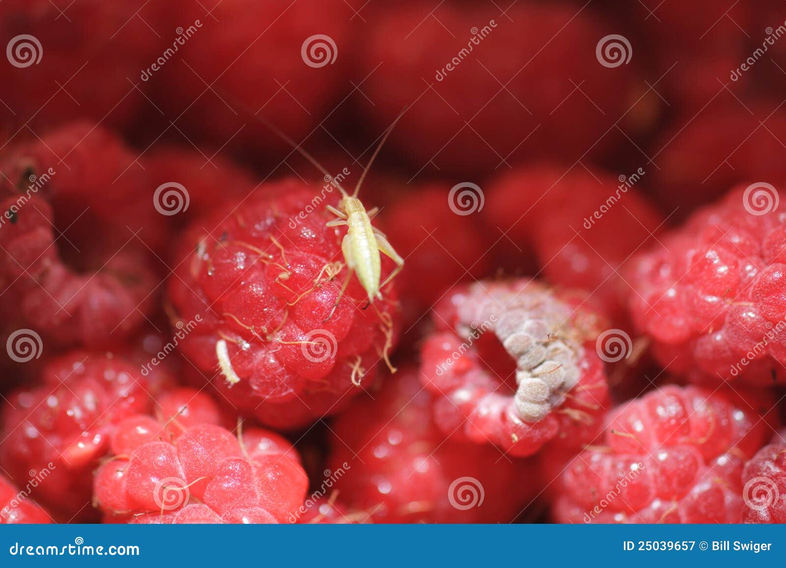 Grillo del bebé imagen de archivo. Imagen de bebé, insecto - 25039657