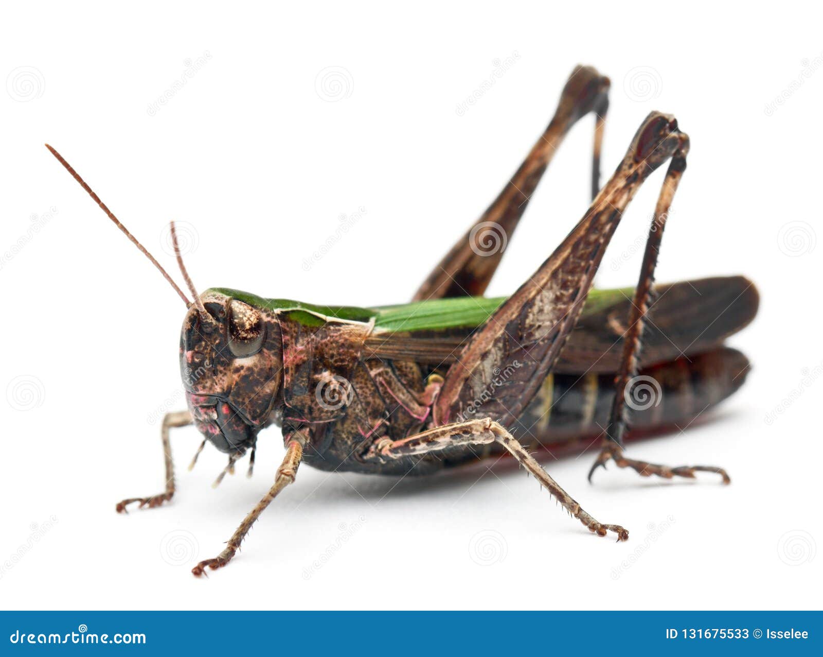 Grillo Delante Del Fondo Blanco Imagen de archivo - Imagen de especie ...