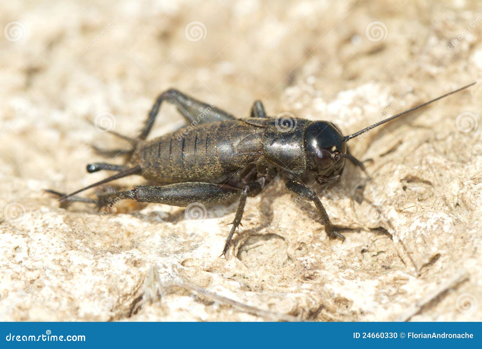 Grillo di campo (Gryllus) fotografia stock. Immagine di antenna - 24660330