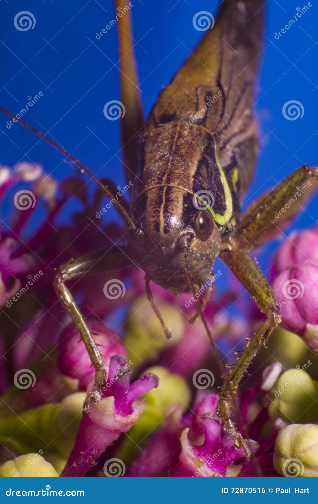 Grillo en la flor rosada foto de archivo. Imagen de azul - 72870516