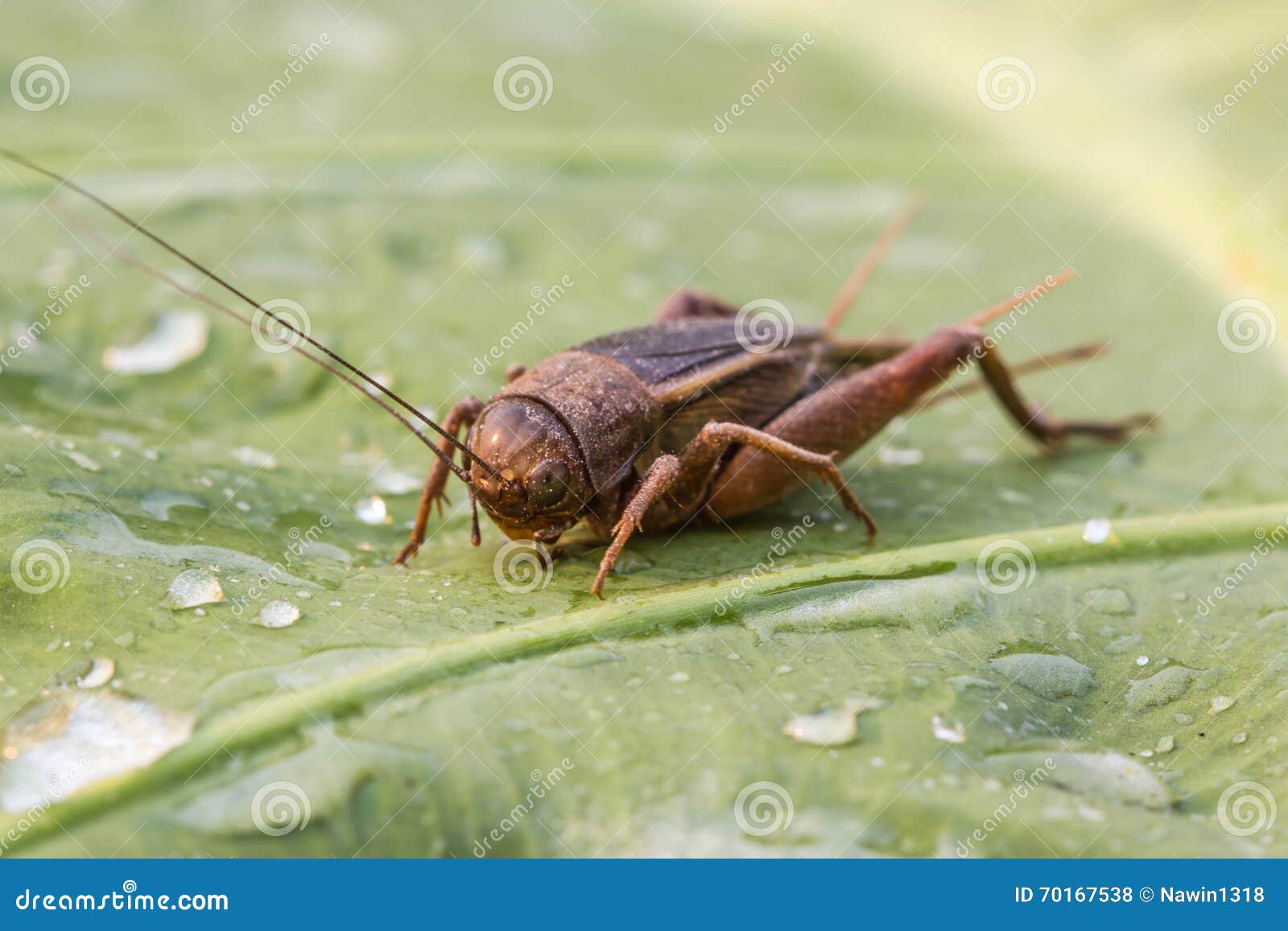 Grillo en la hoja verde foto de archivo. Imagen de exterior - 70167538