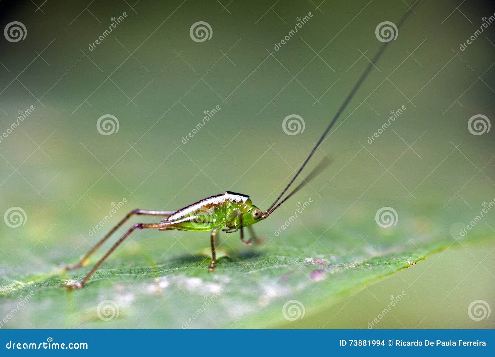 Grillo en la hoja verde foto de archivo. Imagen de grillo - 73881994