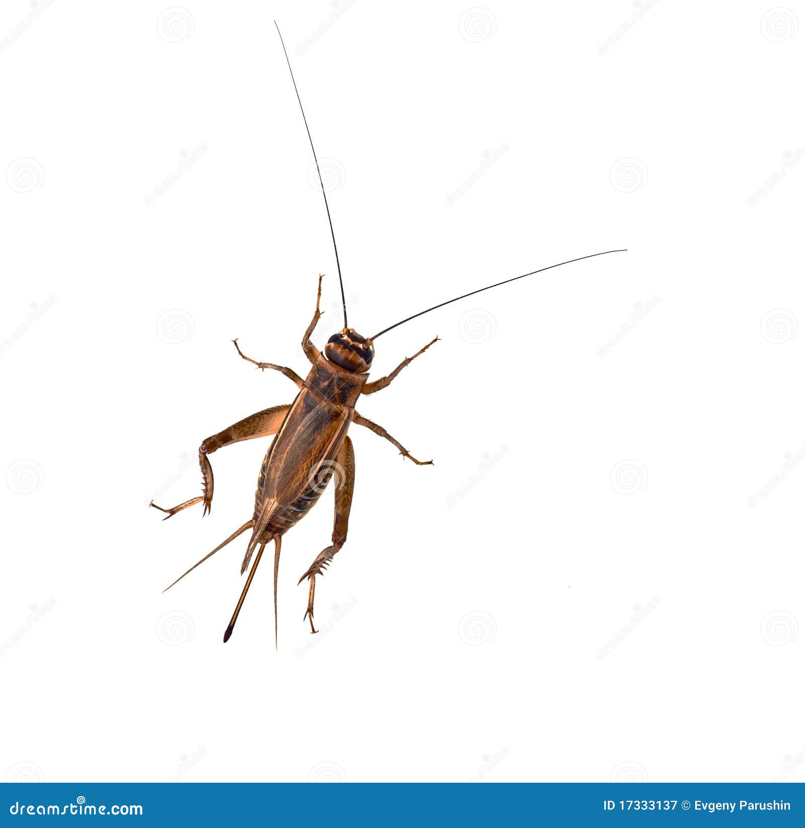 Grillo en un fondo blanco imagen de archivo. Imagen de escarabajo ...