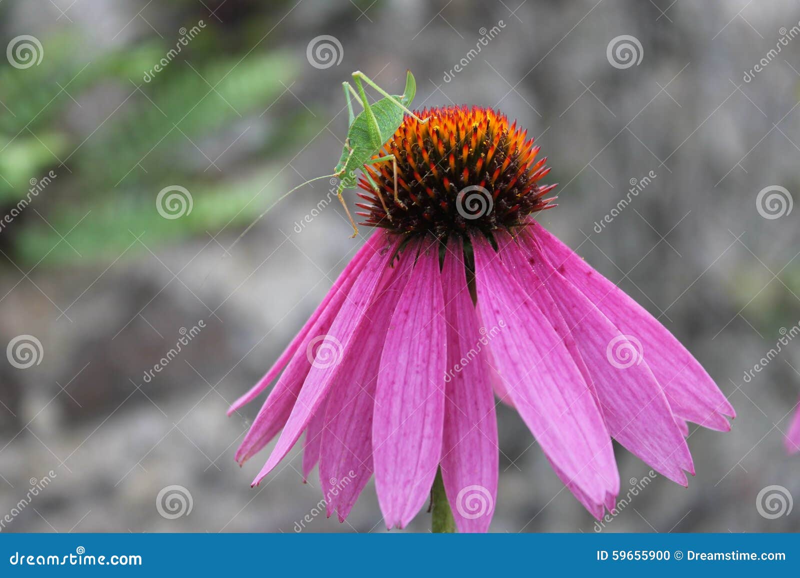 Grillo en una flor rosada foto de archivo. Imagen de cubo - 59655900