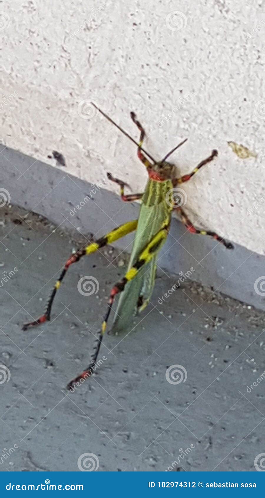 Asco stock photo. Image of horrible, grillo, gigante - 102974312