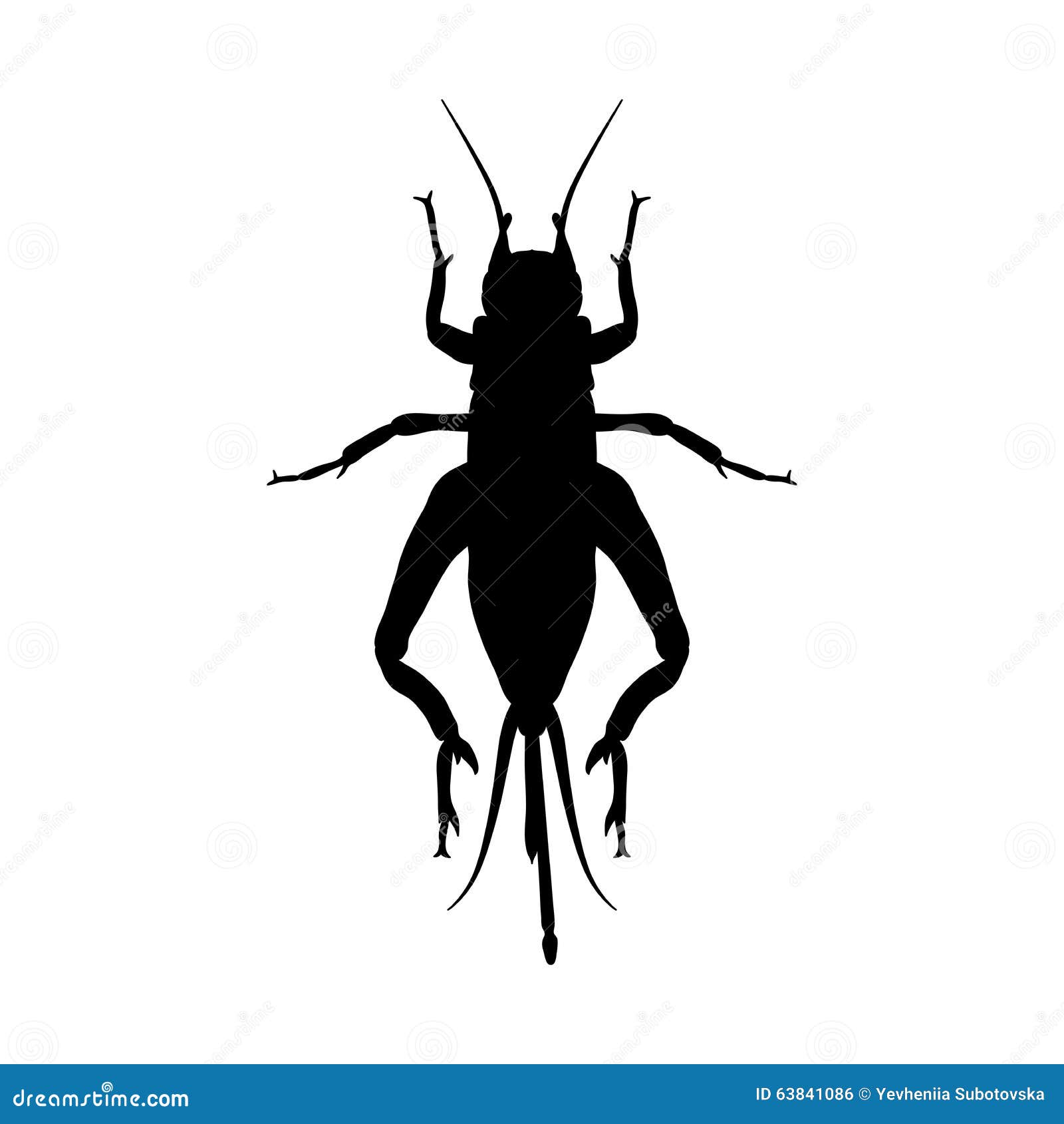 Grillo Grig Campestris De Gryllus Bosquejo De Ilustración del Vector ...