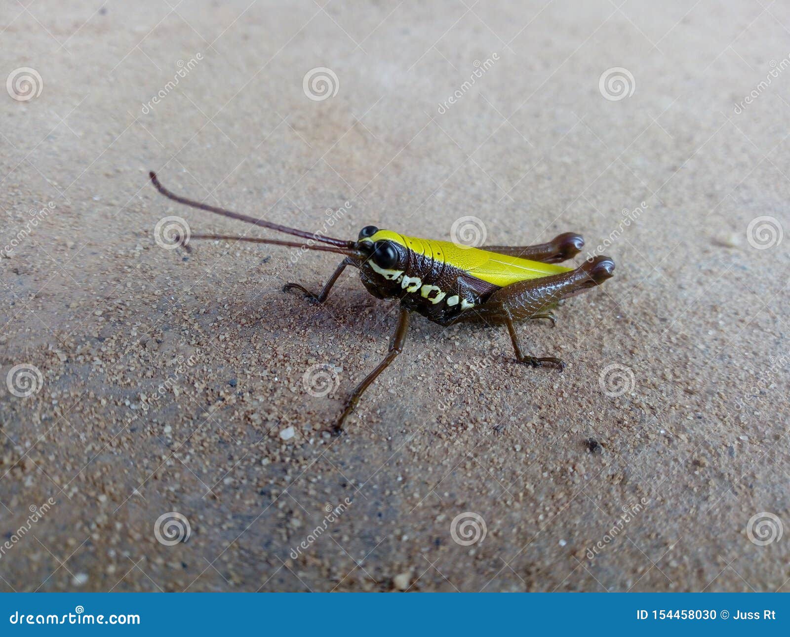 Grillo fotografia stock. Immagine di insetto, grillo - 154458030