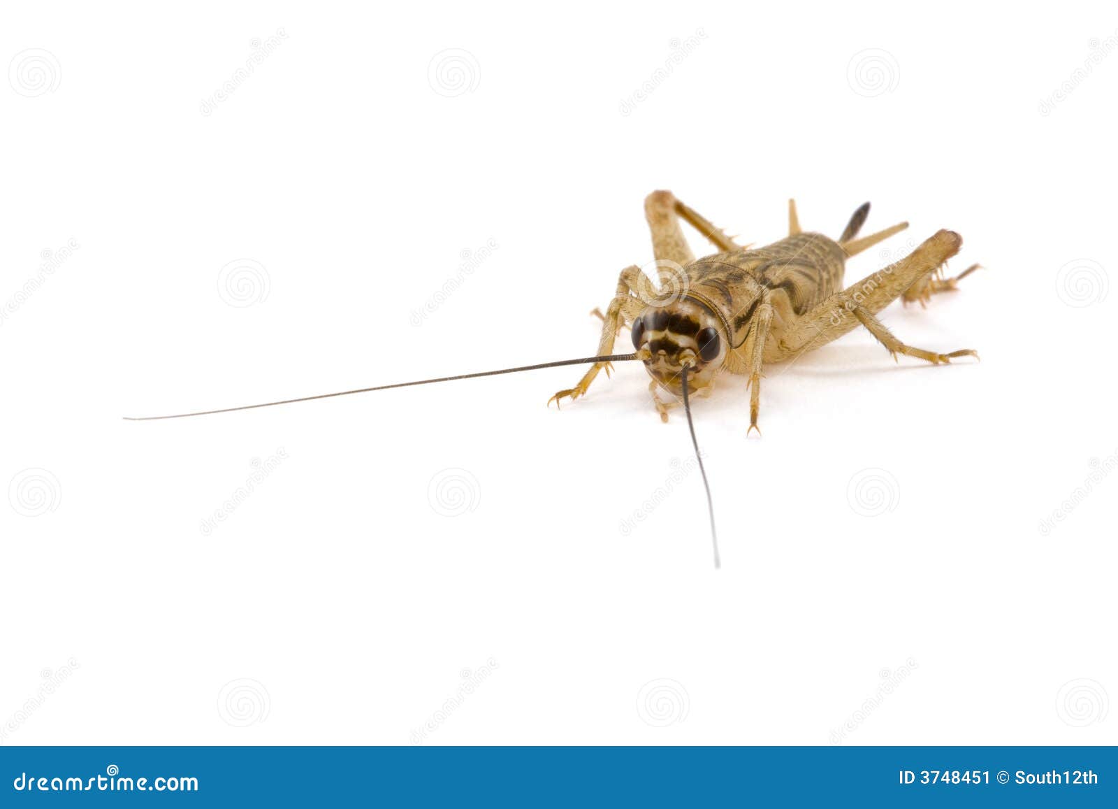 Grillo isolato su bianco immagine stock. Immagine di chitina - 3748451