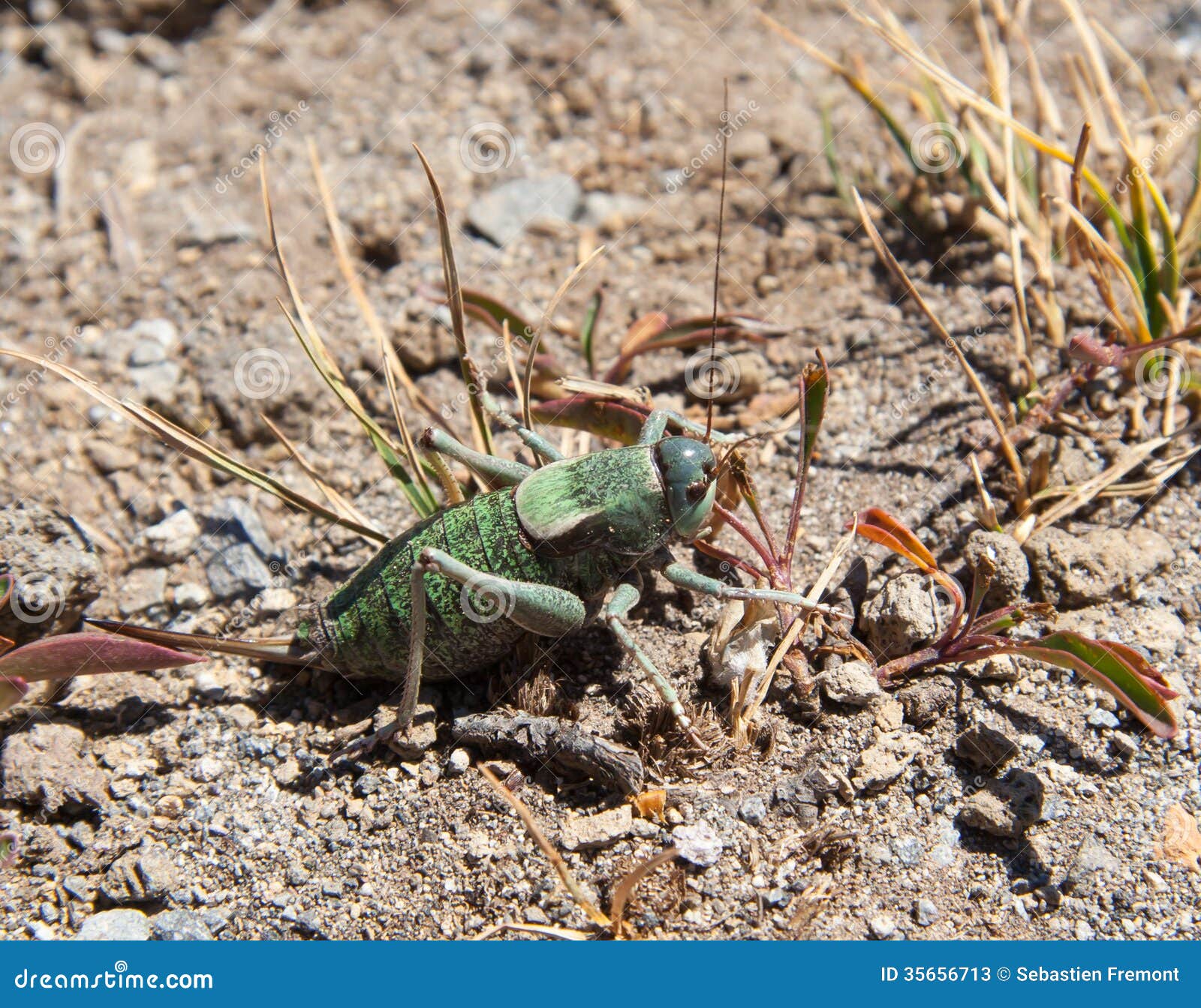 Grillo mormón verde imagen de archivo. Imagen de insertar - 35656713