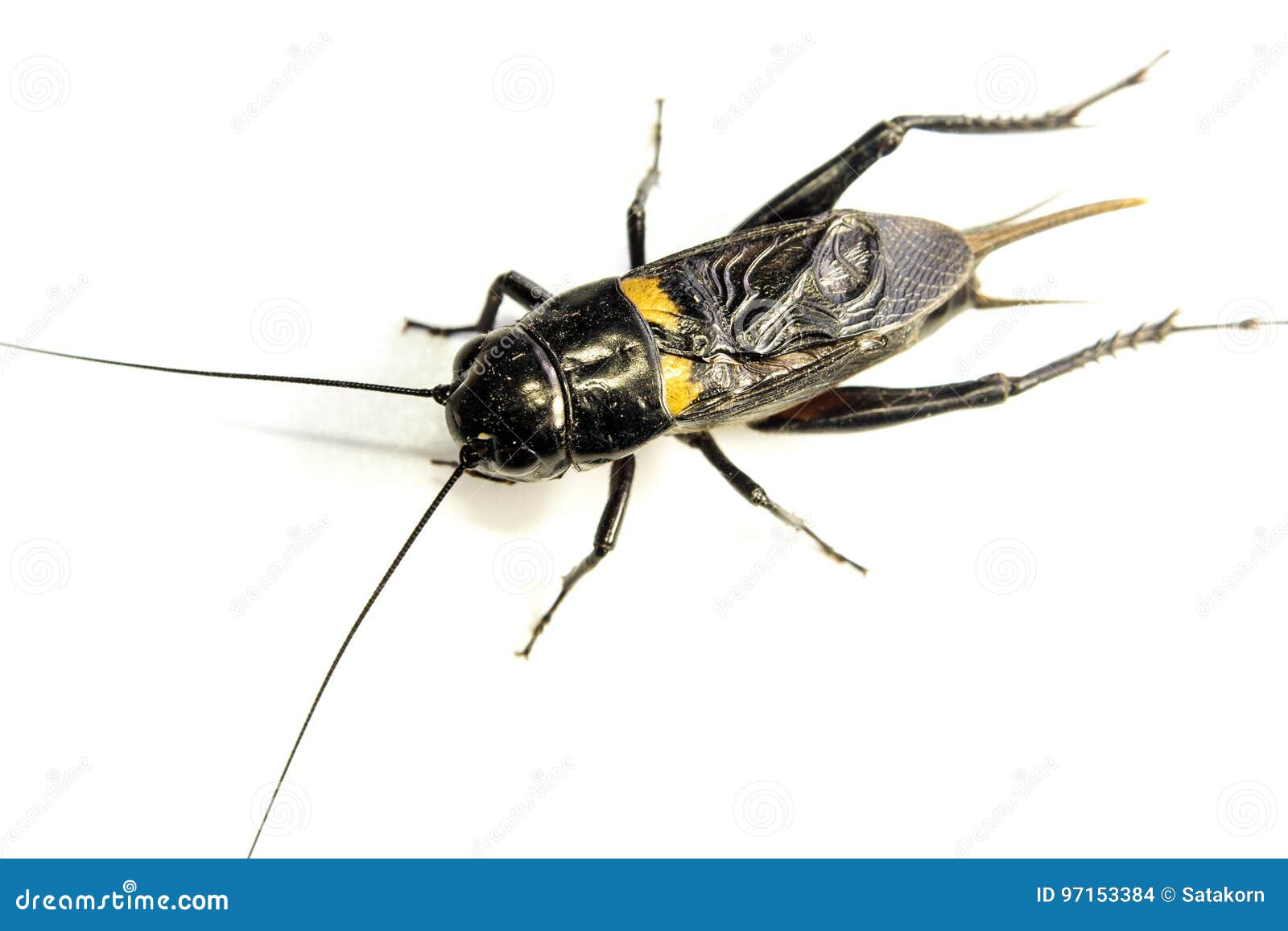 Grillo Negro Común Aislado En El Fondo Blanco Foto de archivo - Imagen ...