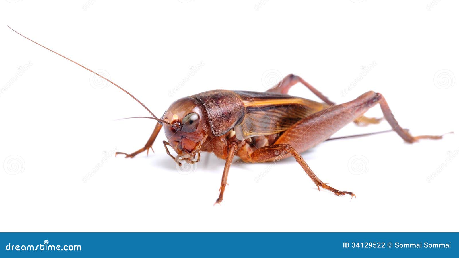 Grillo Negro En El Fondo Blanco Foto de archivo - Imagen de grillo ...